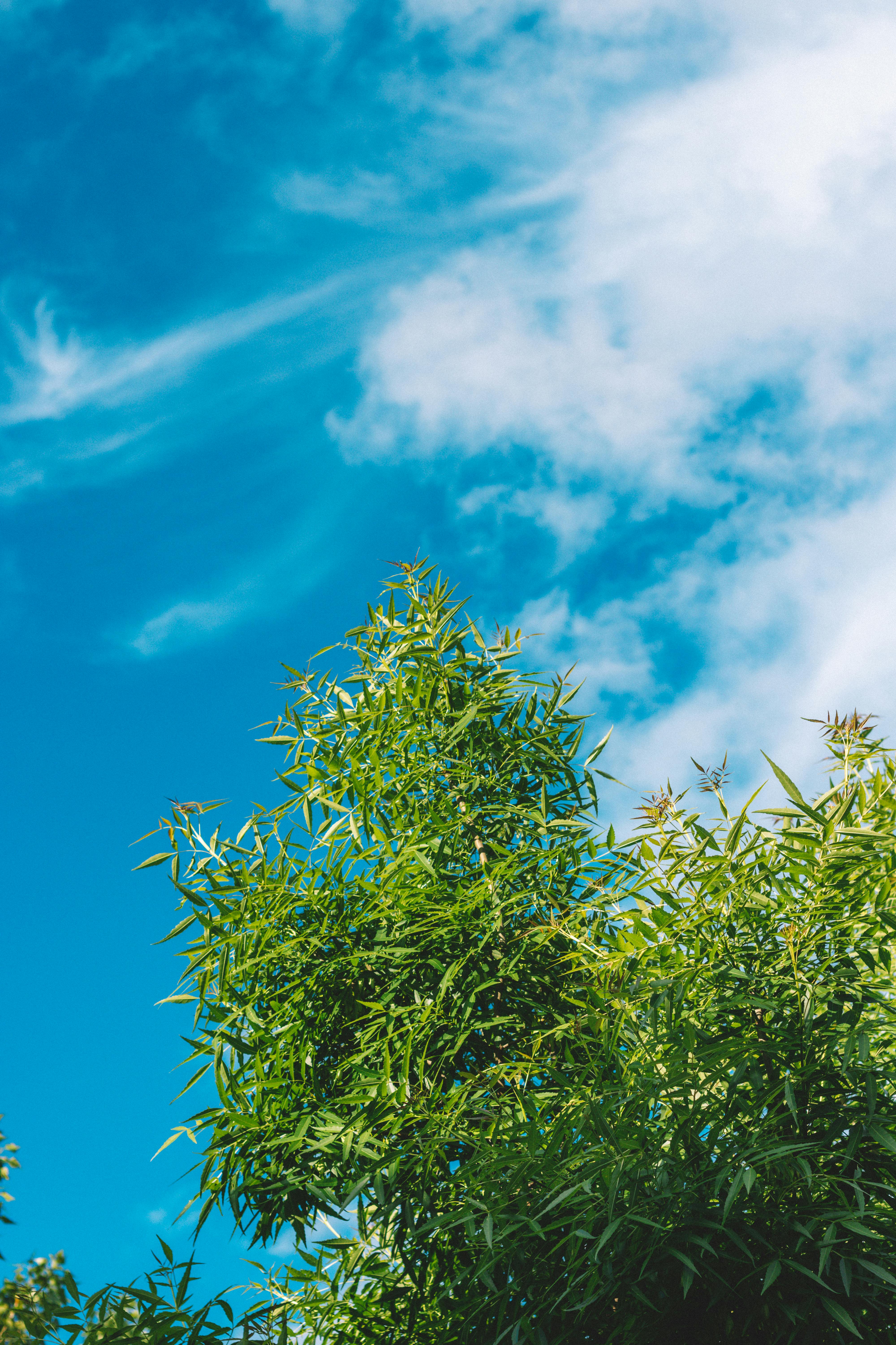 Cloud over Tree · Free Stock Photo