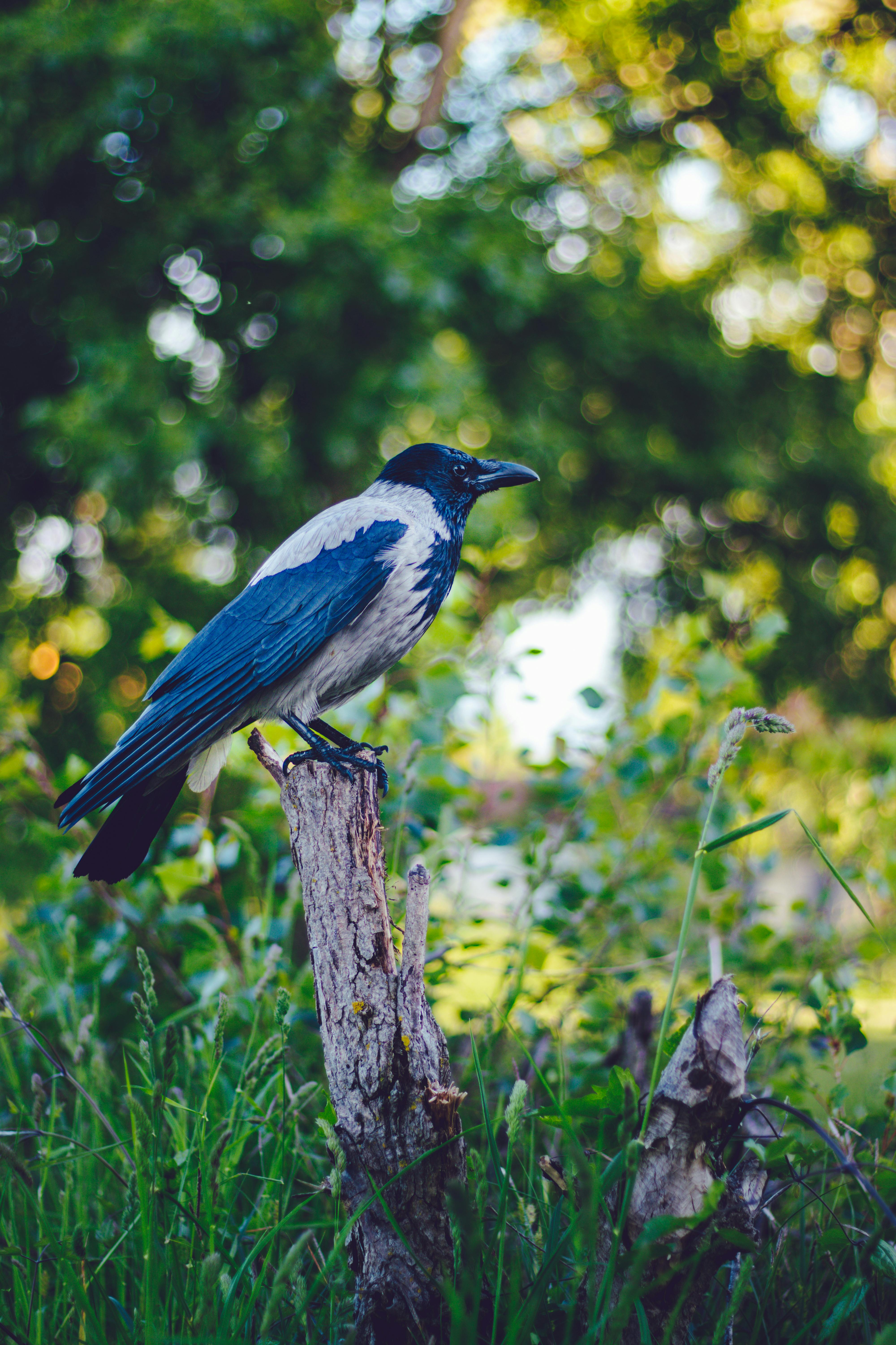 Crow Walking on Grass Ground · Free Stock Photo