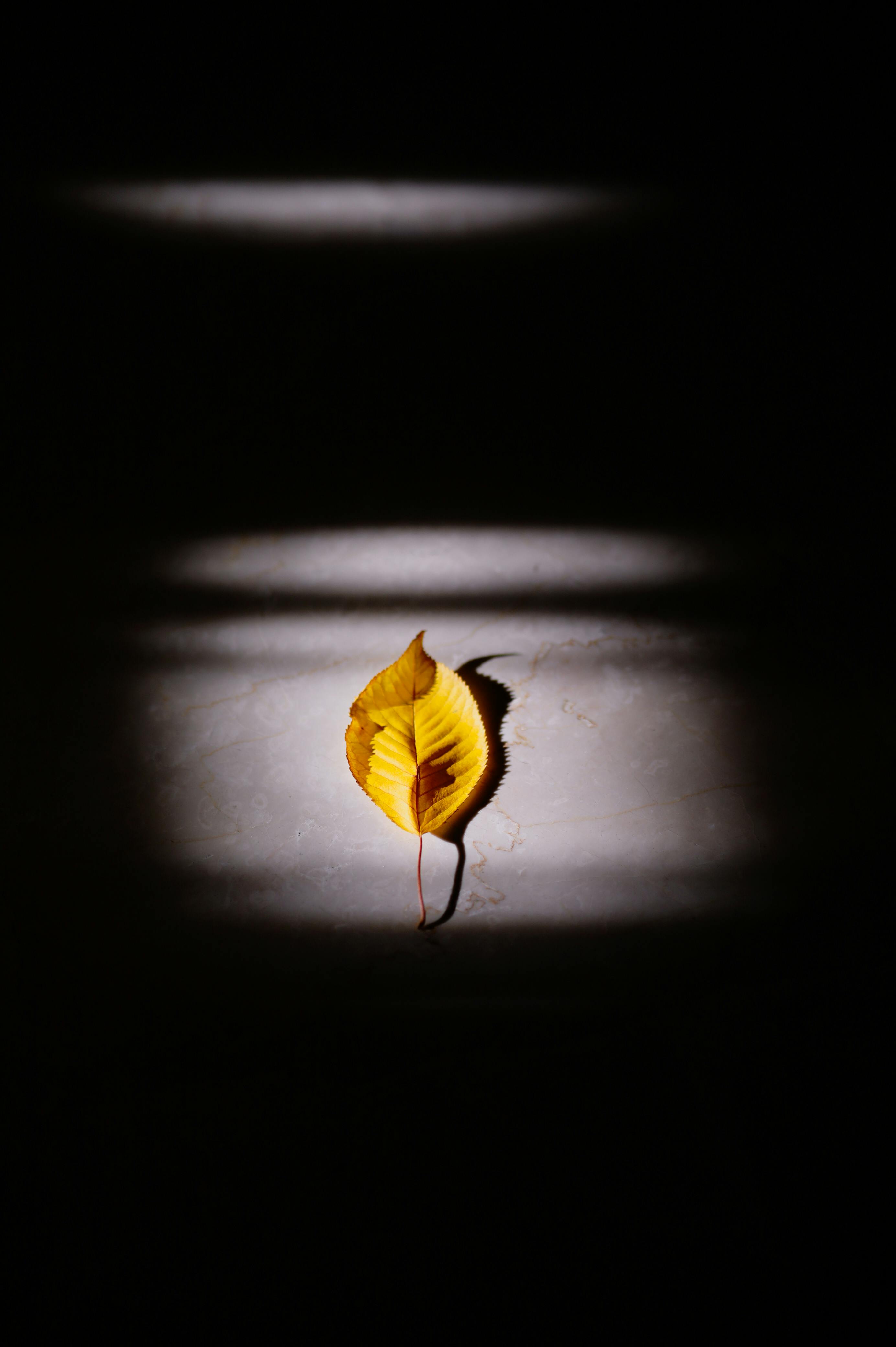 Leaf Teeth Photos, Download The BEST Free Leaf Teeth Stock Photos & HD ...