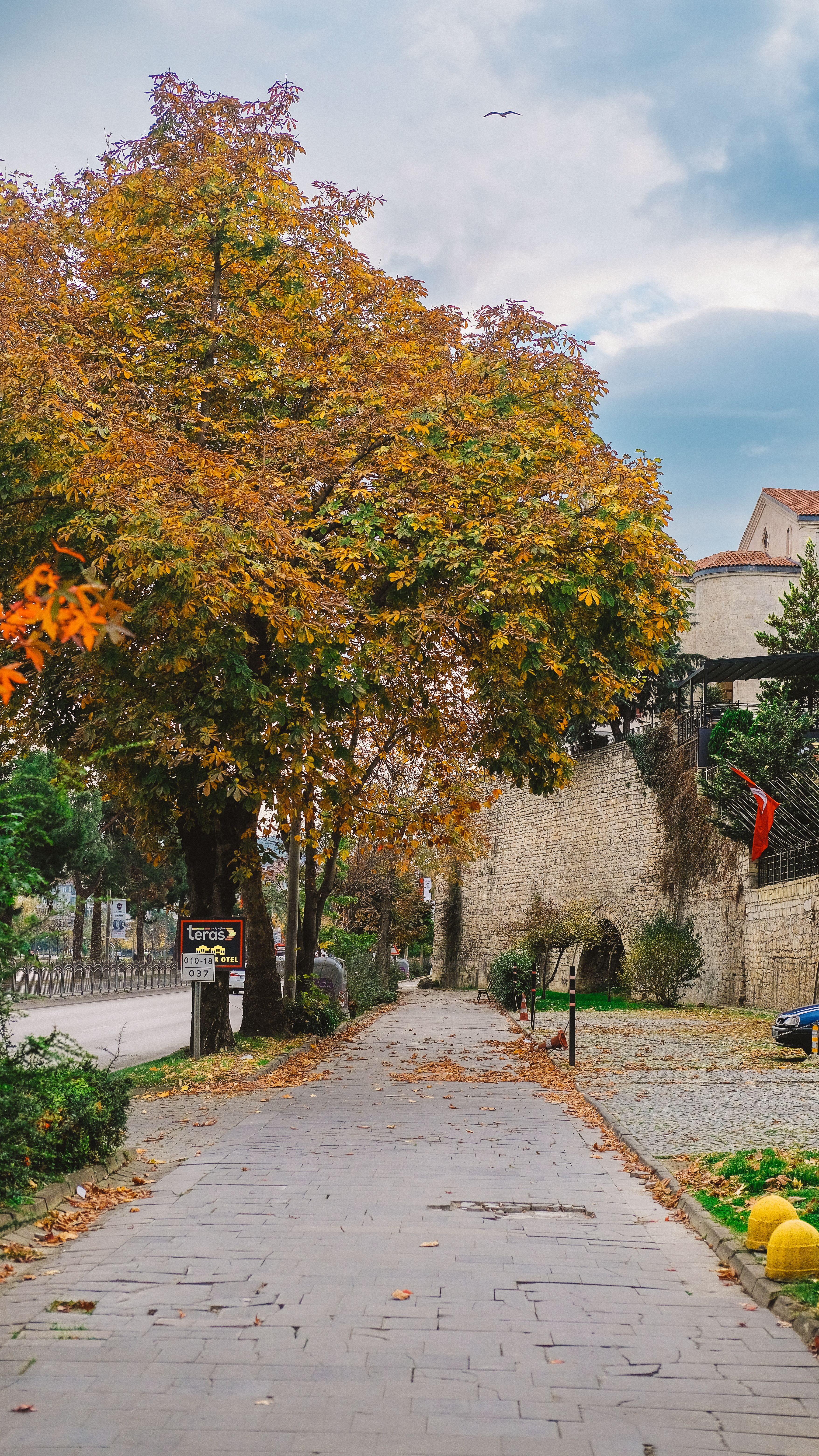 Trees with Yellow Leaves by the Sidewalk · Free Stock Photo