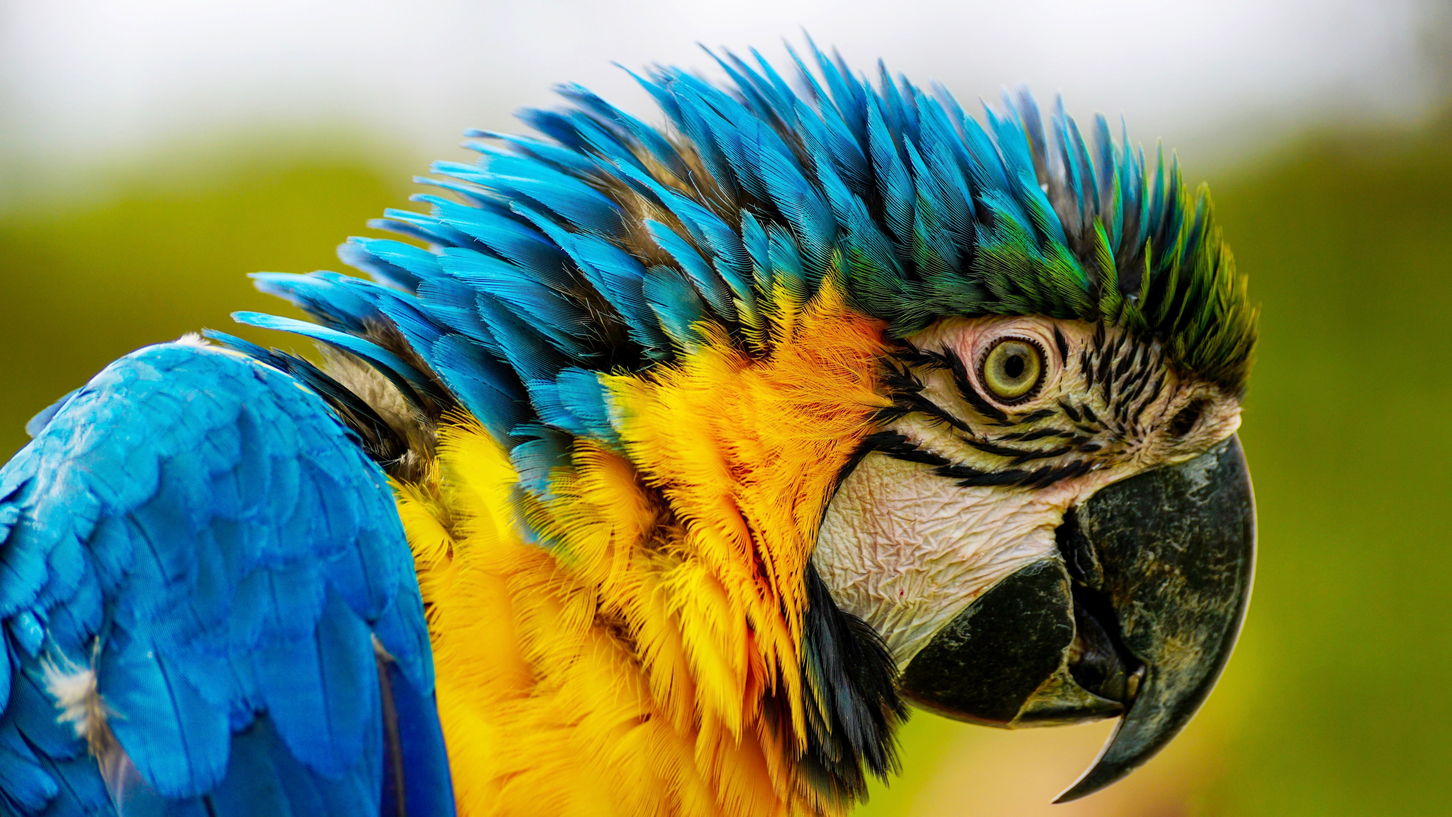 Photographie En Gros Plan D'ara Bleu Et Jaune · Photo gratuite