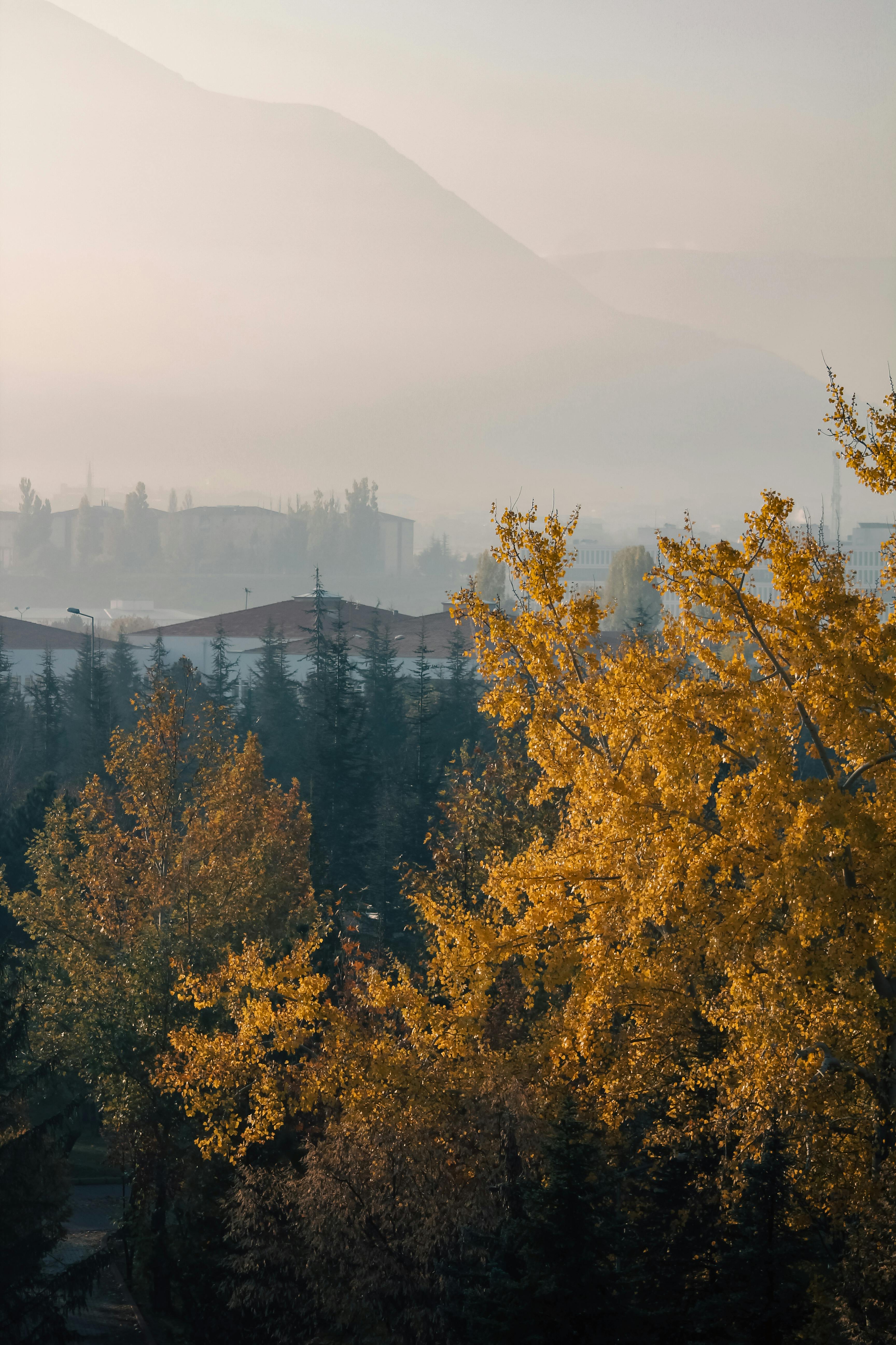 Aerial View of Green Trees · Free Stock Photo