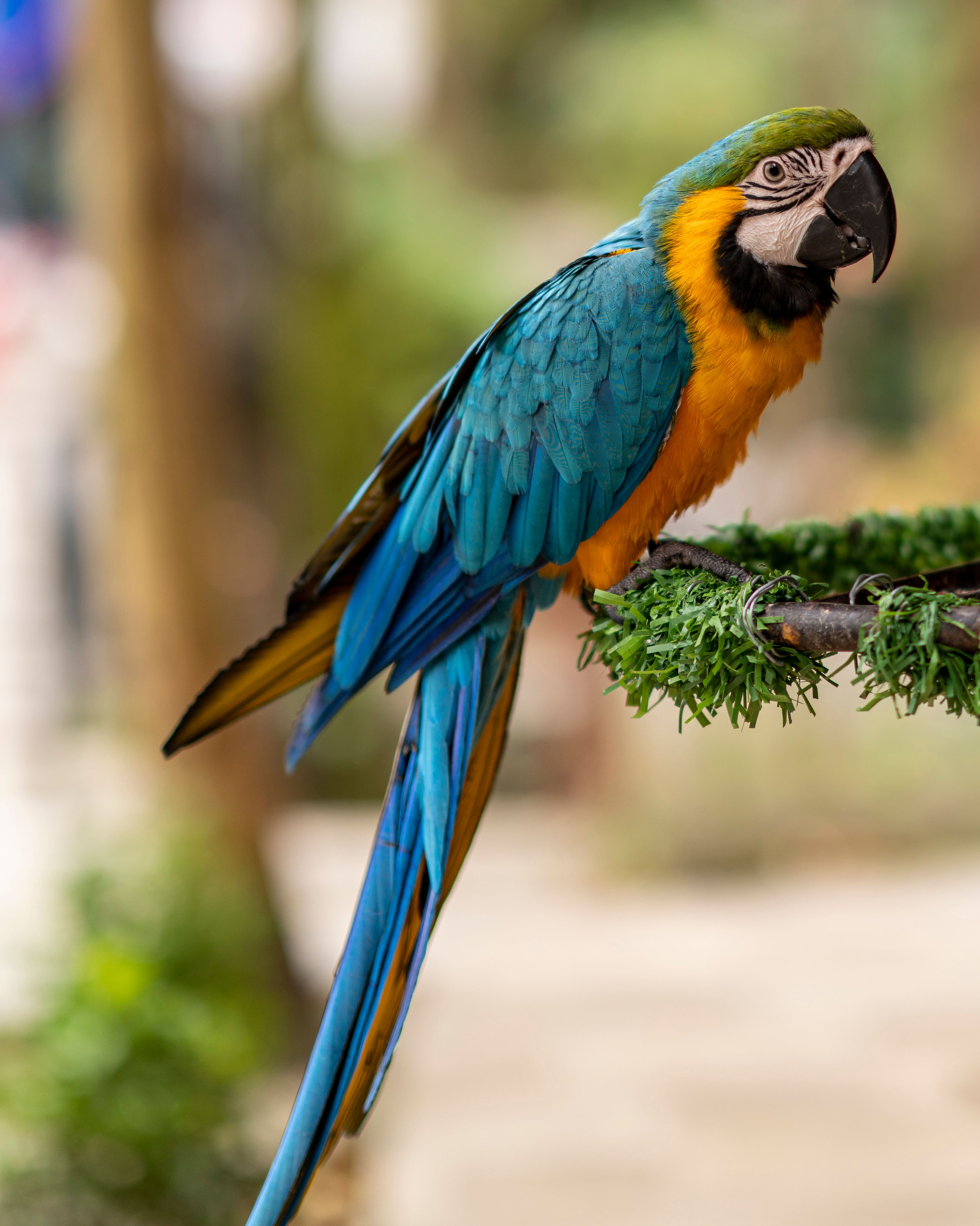 Foto de stock gratuita sobre al aire libre, amazonas, américa del sur ...