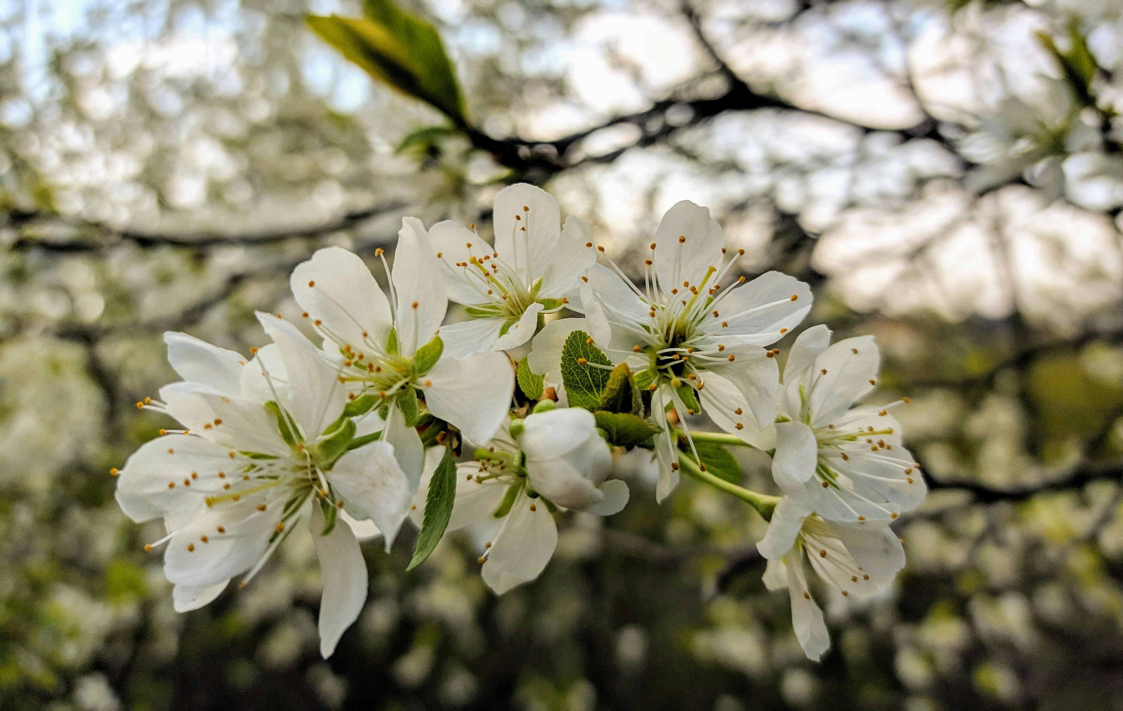 Éva Rebeka Bíró - 사진