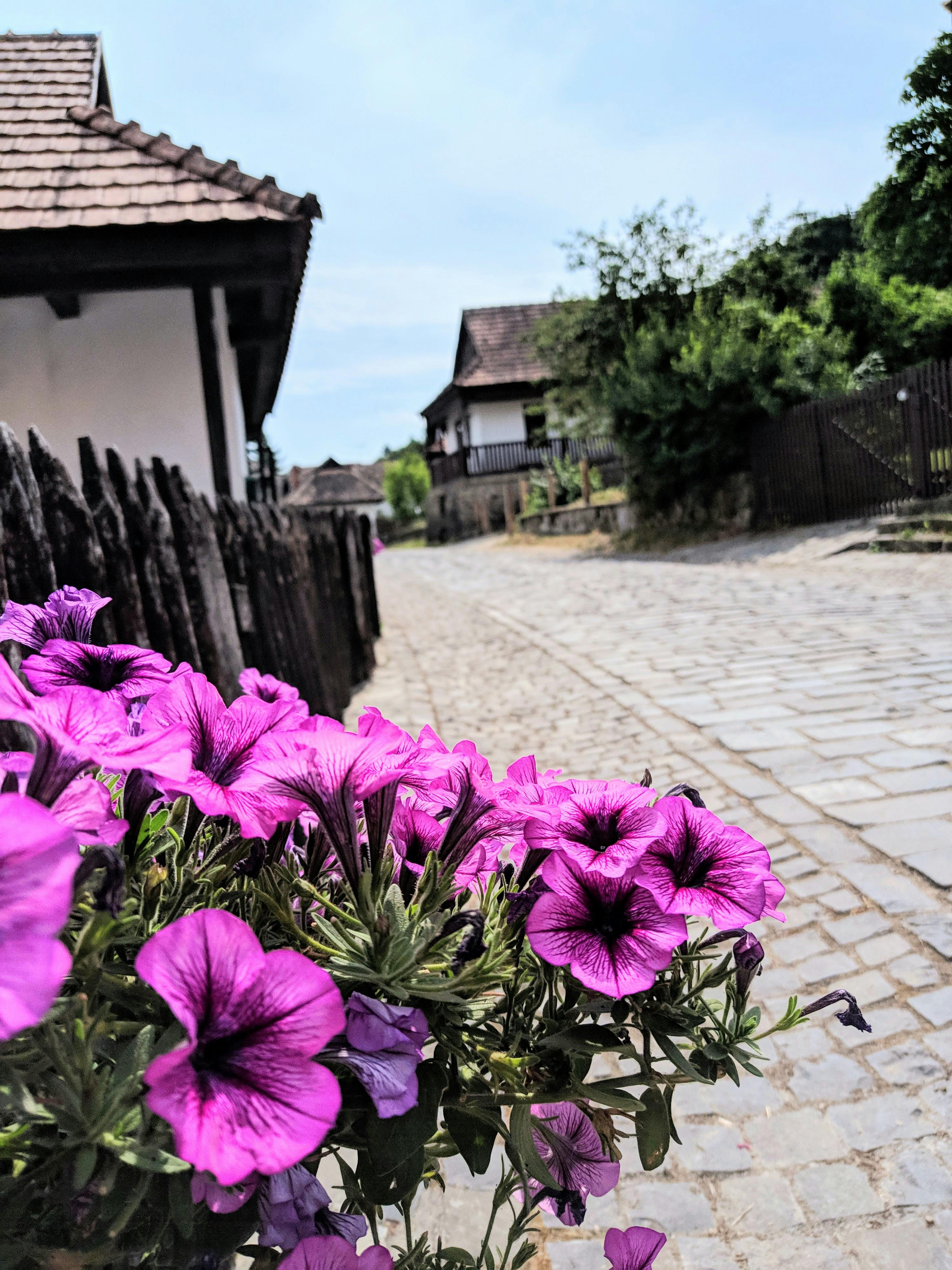 Éva Rebeka Bíró - 사진