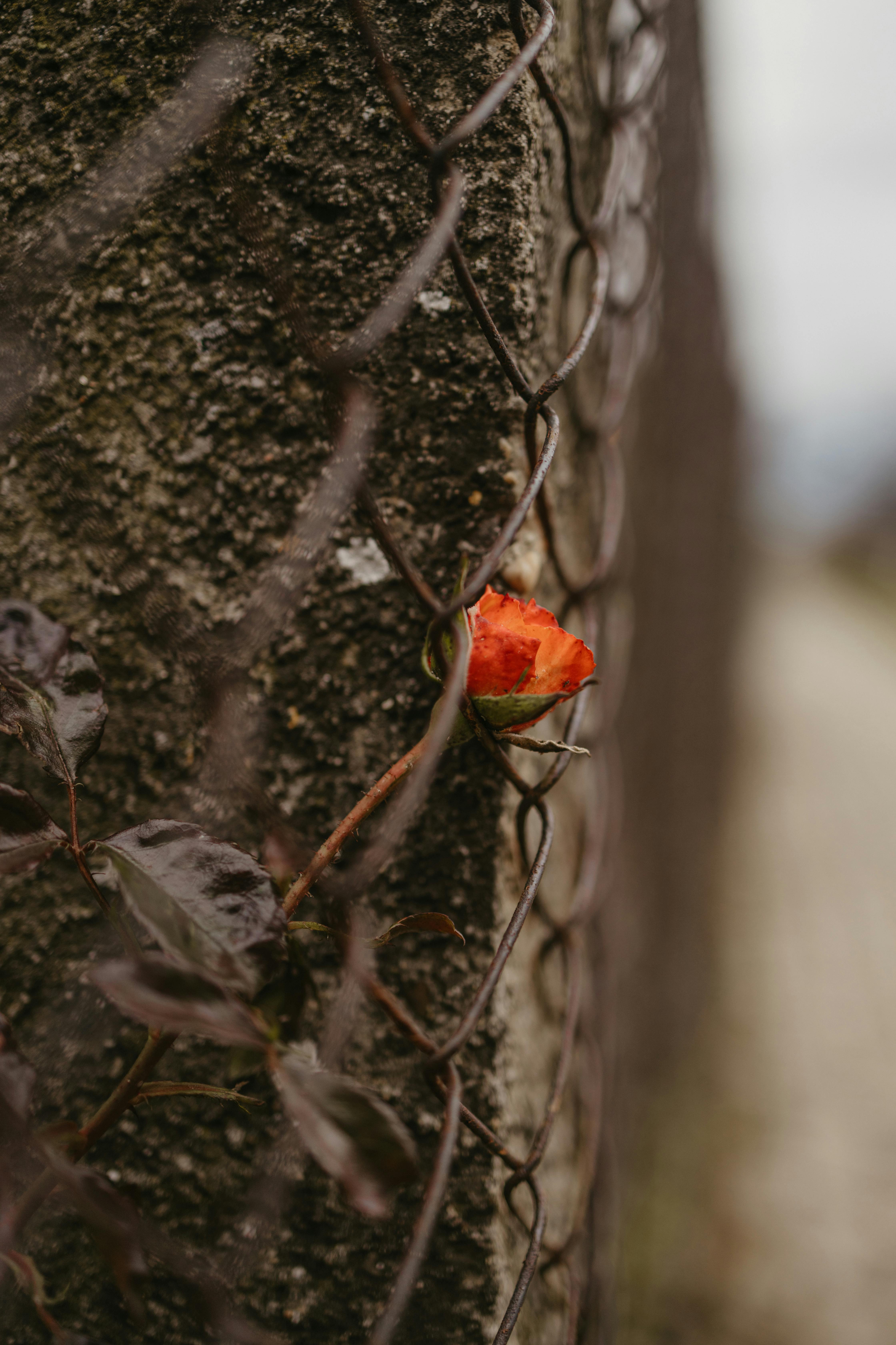 Red Flower on Chain Link Fence · Free Stock Photo