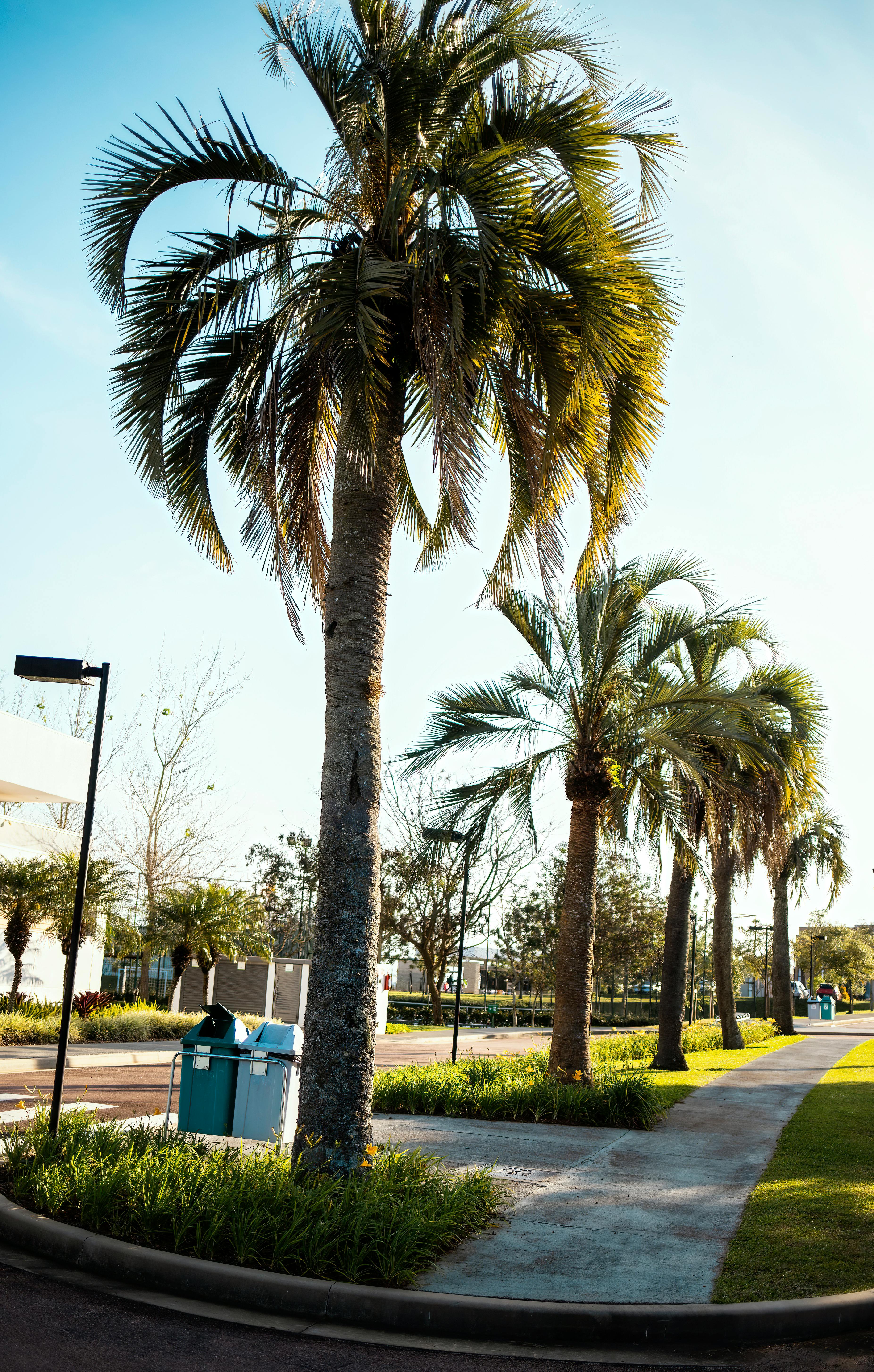 Green Palm Trees Near Street Light · Free Stock Photo