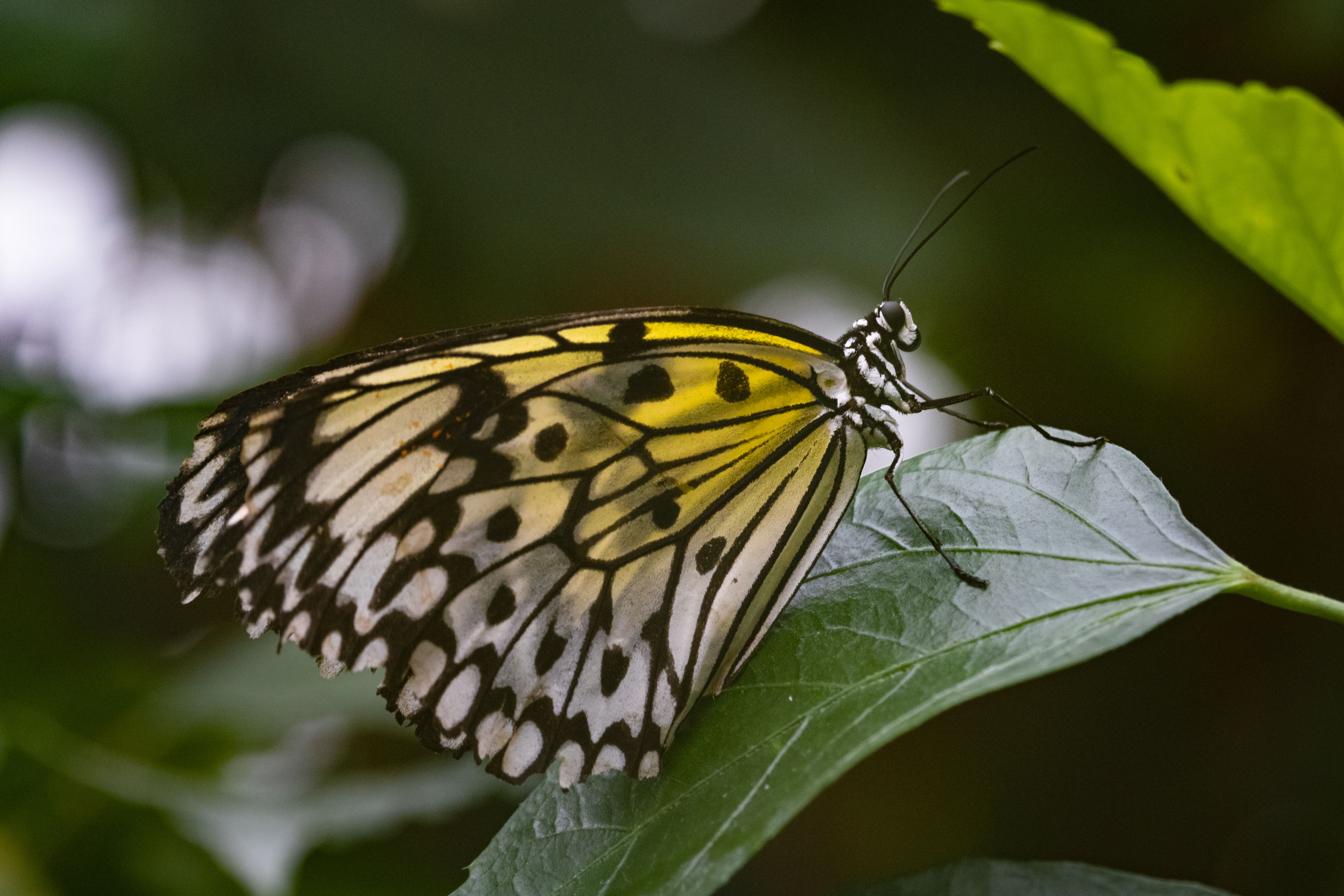Close-up of a Paper Kite Butterfly · Free Stock Photo