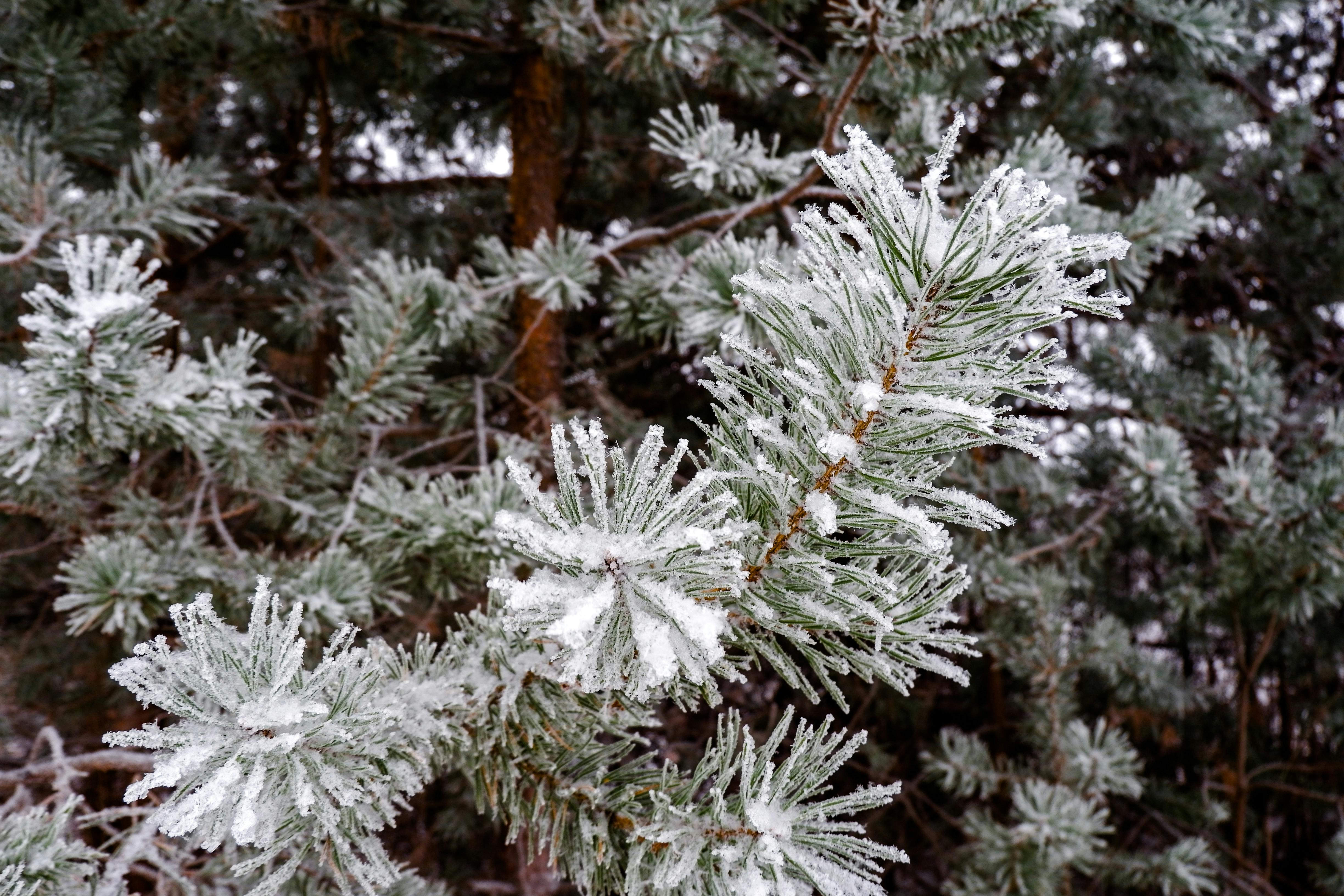 Snow on Branches of Conifer · Free Stock Photo