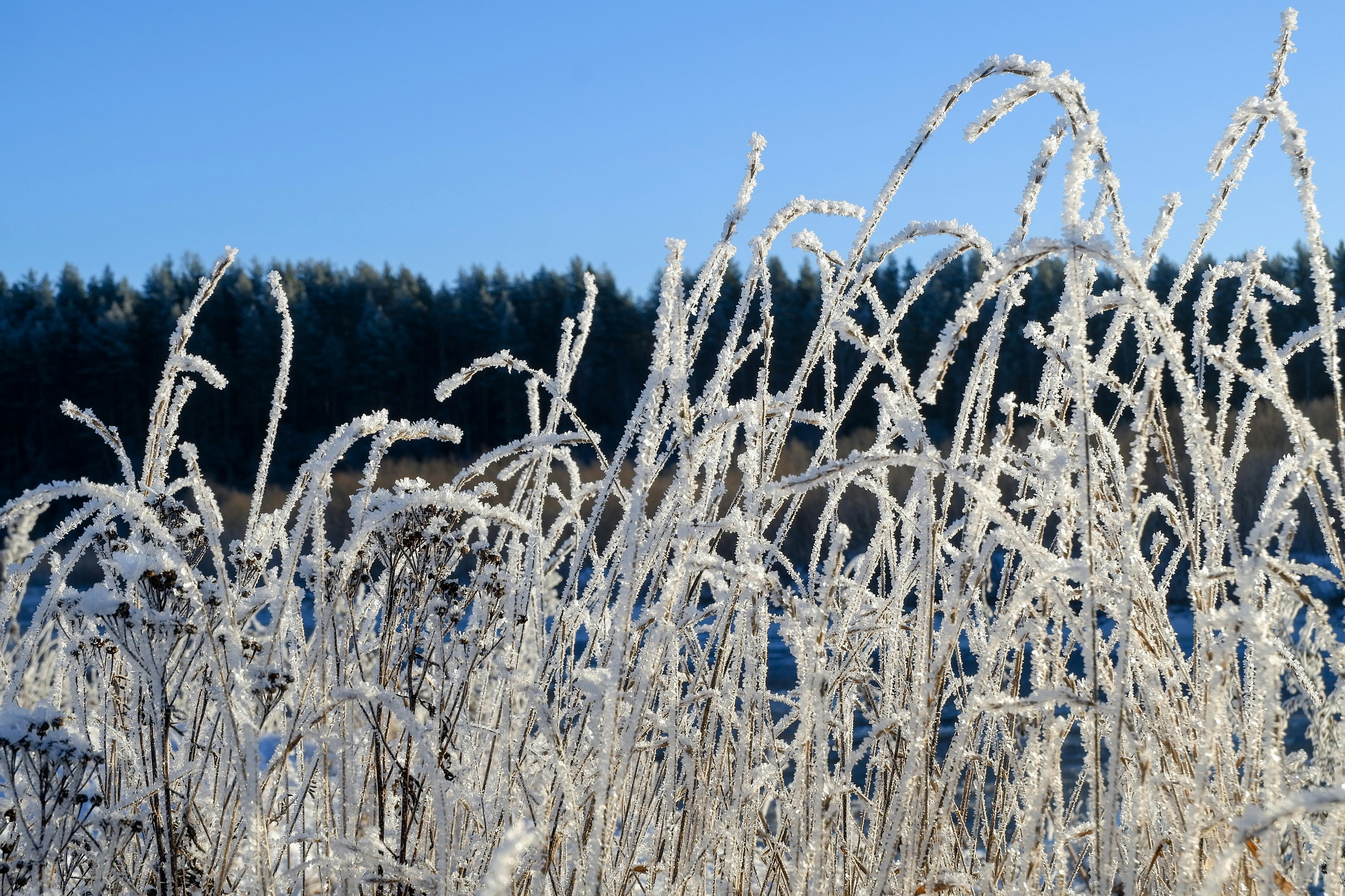 Frozen Twigs in Winter · Free Stock Photo