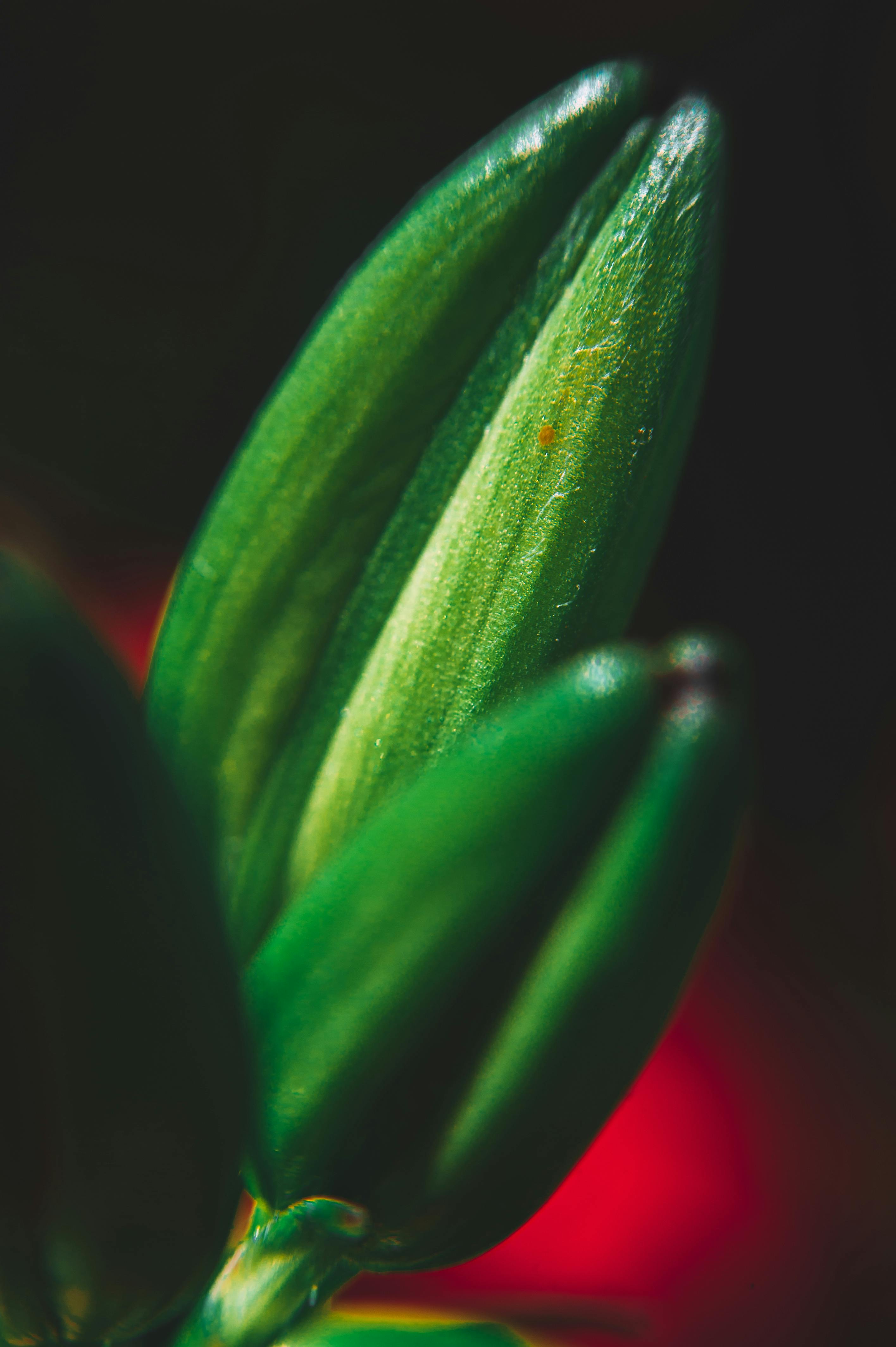 Close-up on Green Flower Buds · Free Stock Photo