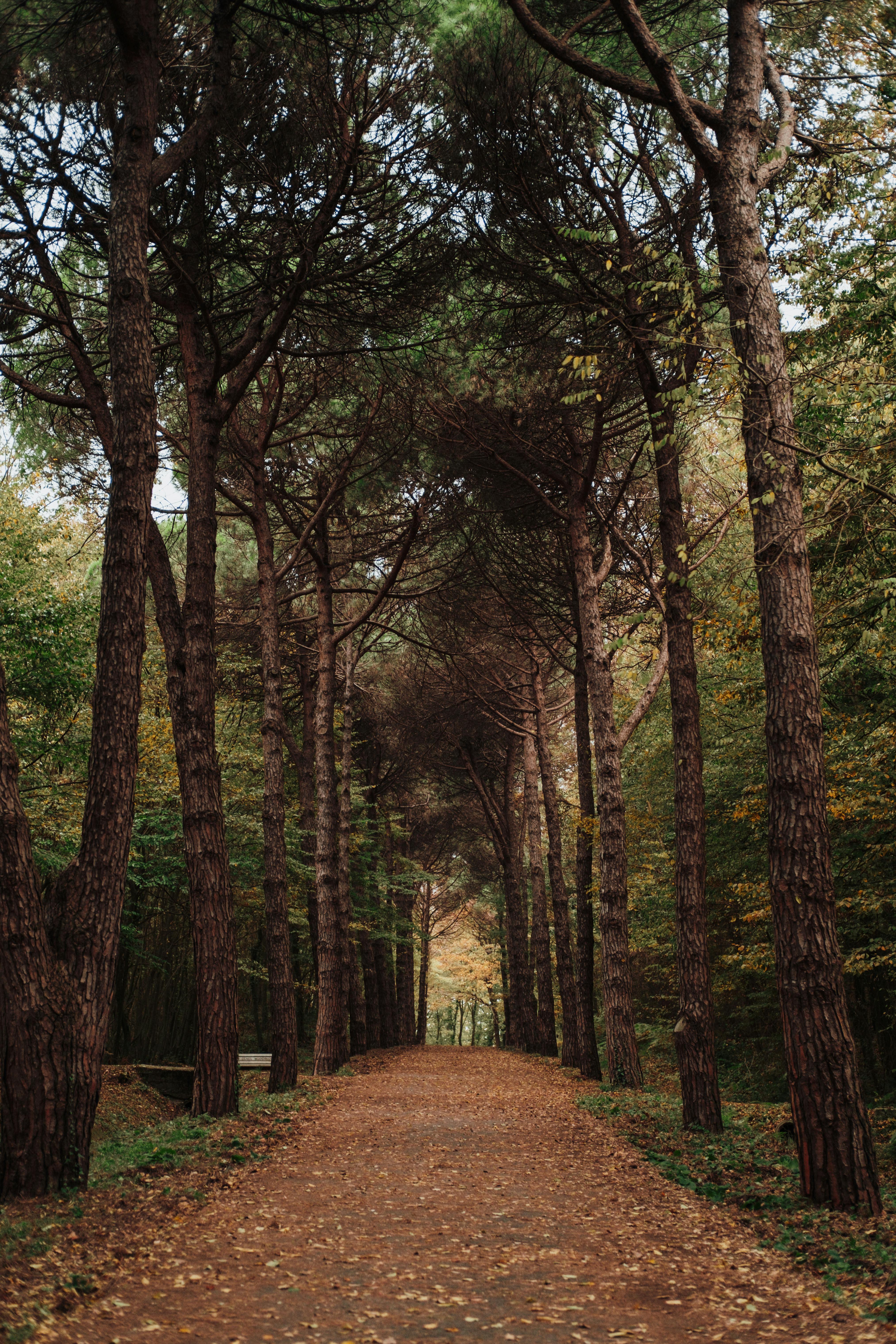 Pathway in Between Trees · Free Stock Photo