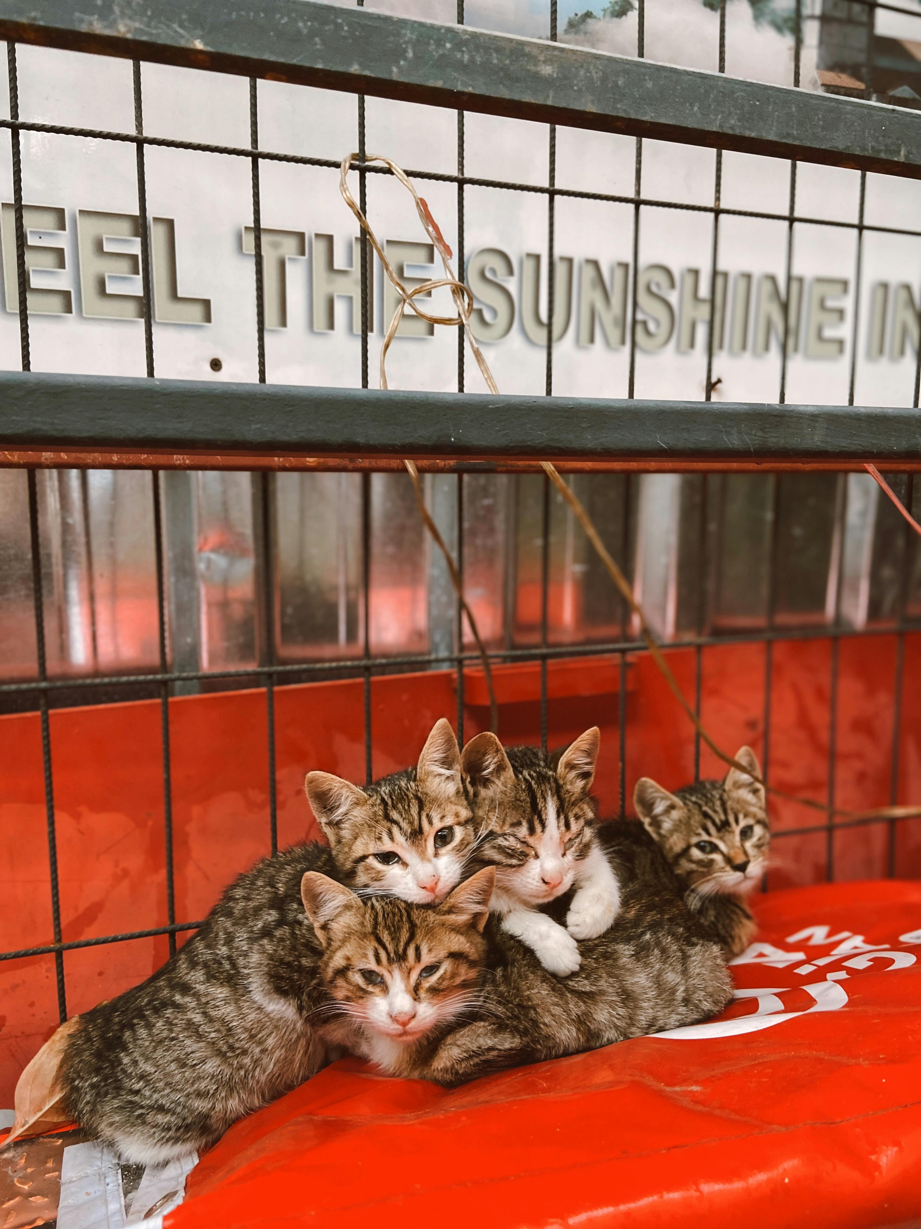 Kitten Cluster Photos, Download The BEST Free Kitten Cluster Stock ...