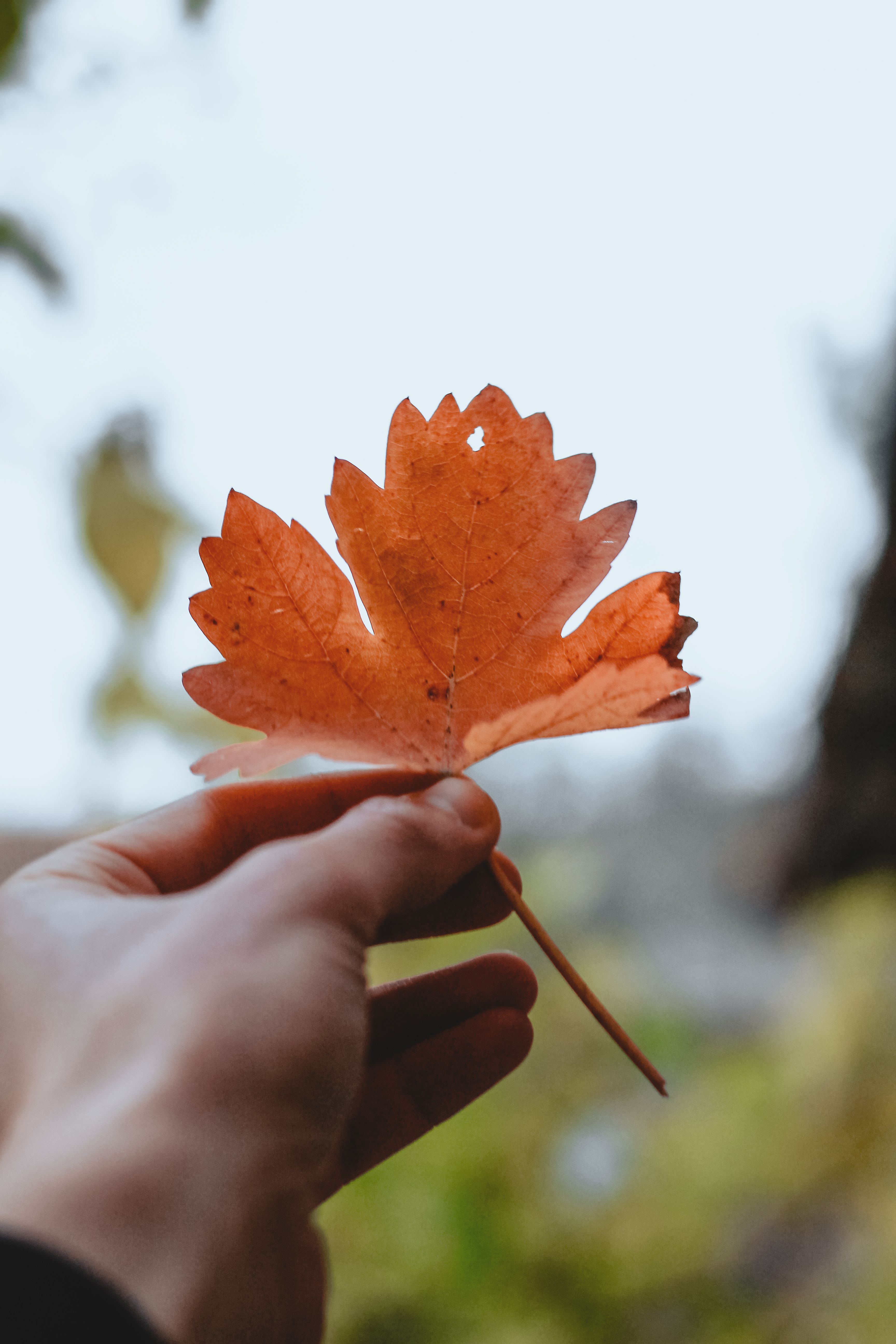 Hand Holding an Autumn Leaf · Free Stock Photo