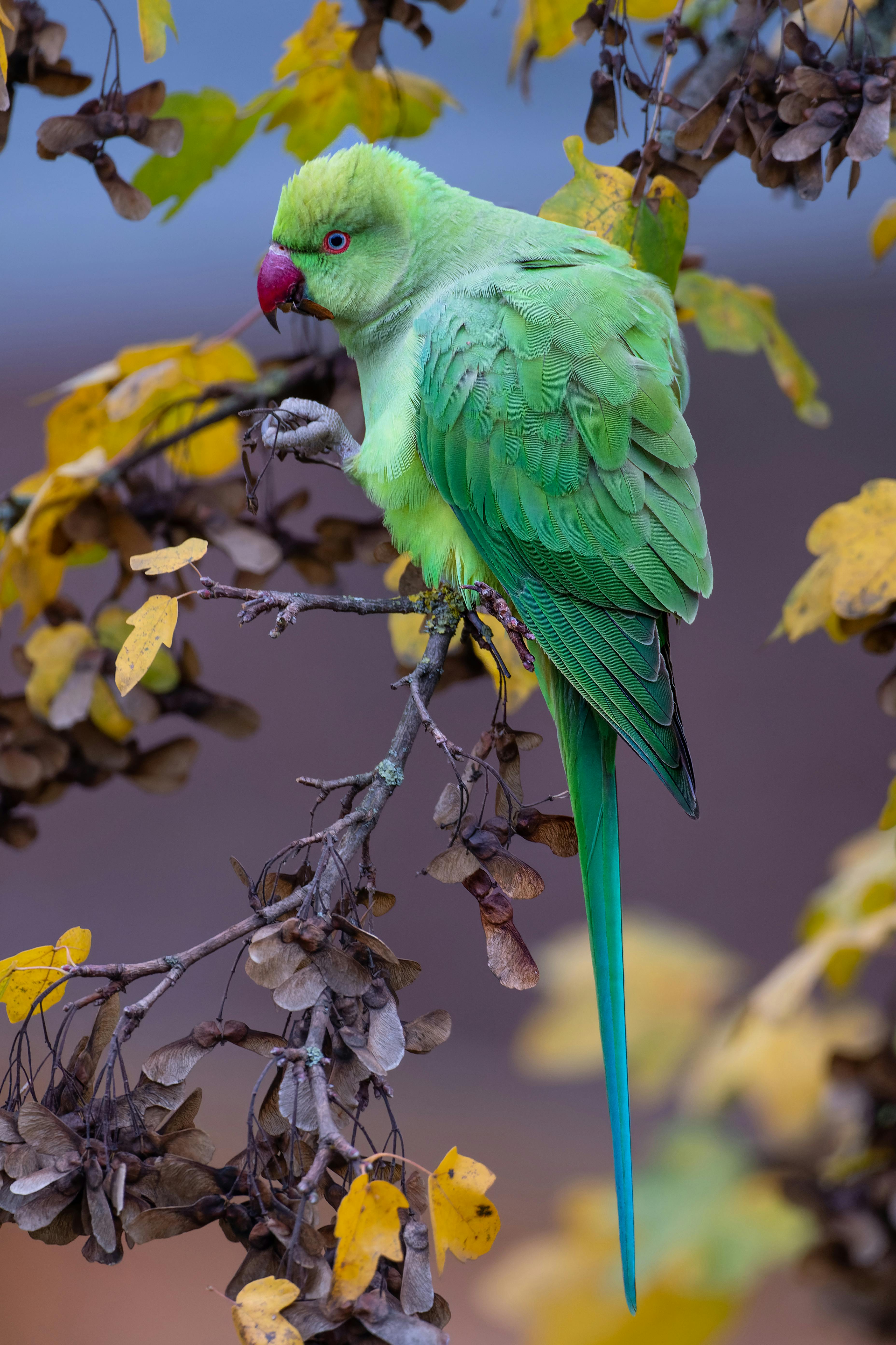 Close-Up Shot of a Parrot Perched on a Branch · Free Stock Photo
