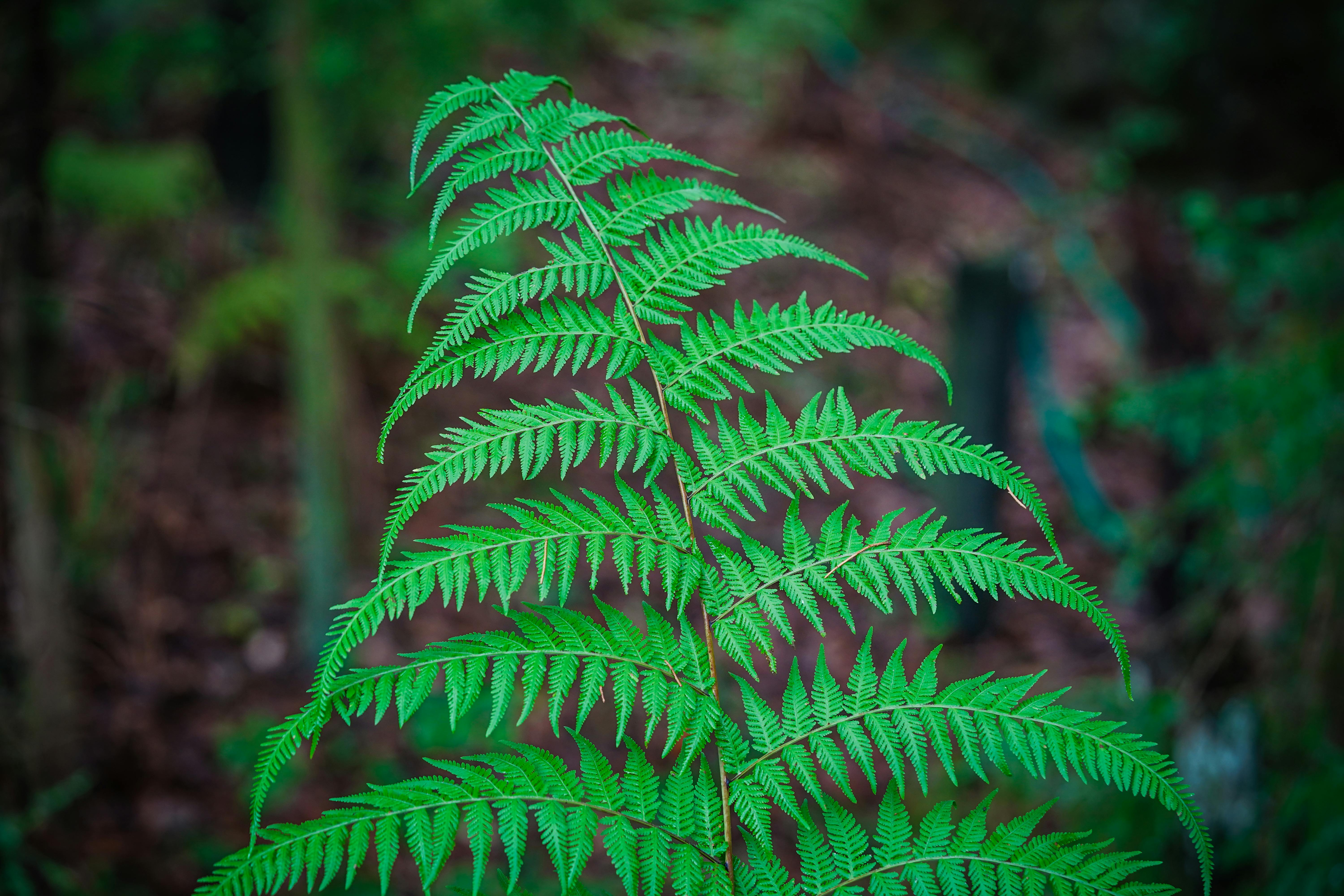 Photo of a Tree Fern · Free Stock Photo