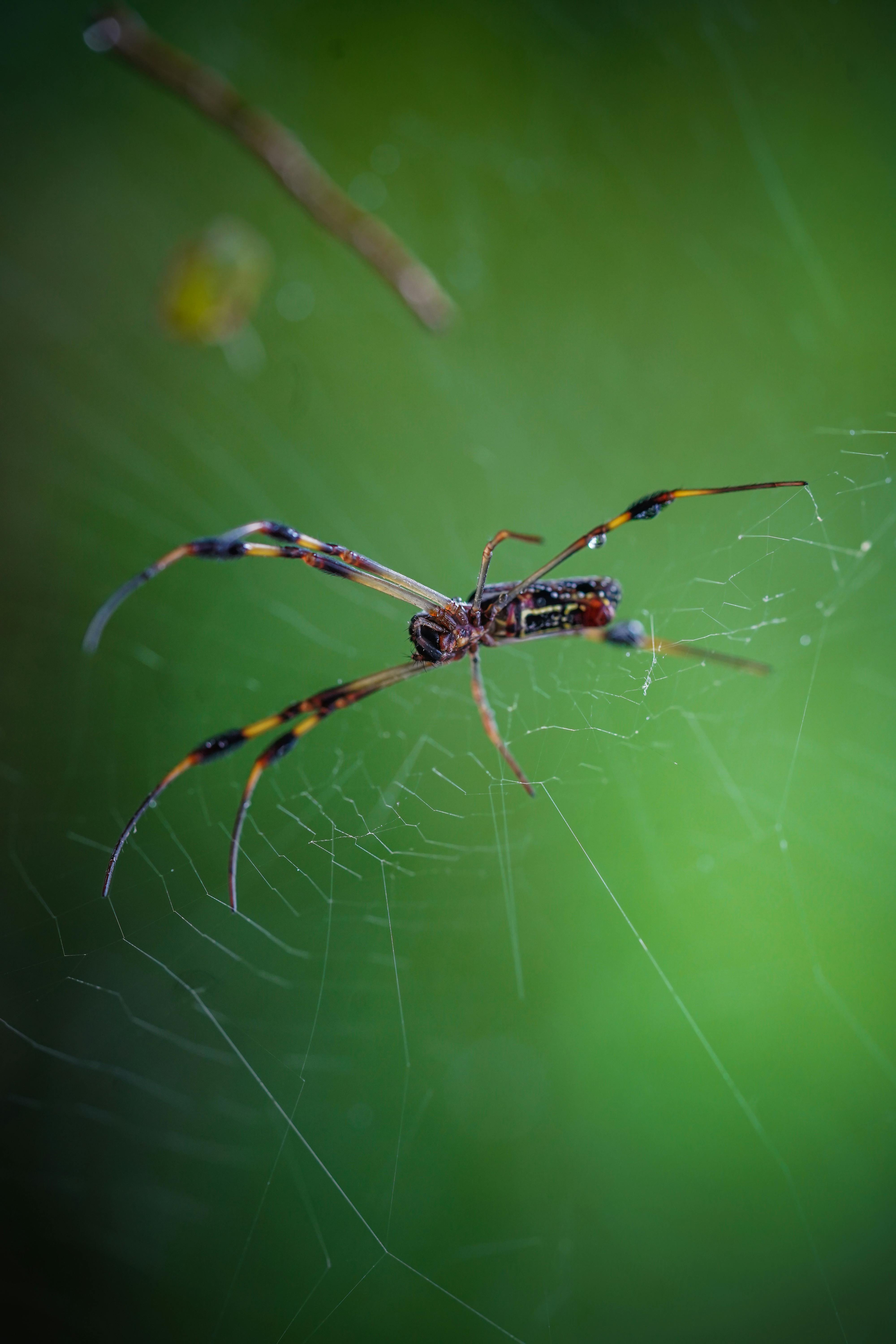 Close-up of a Spider on Cobweb · Free Stock Photo