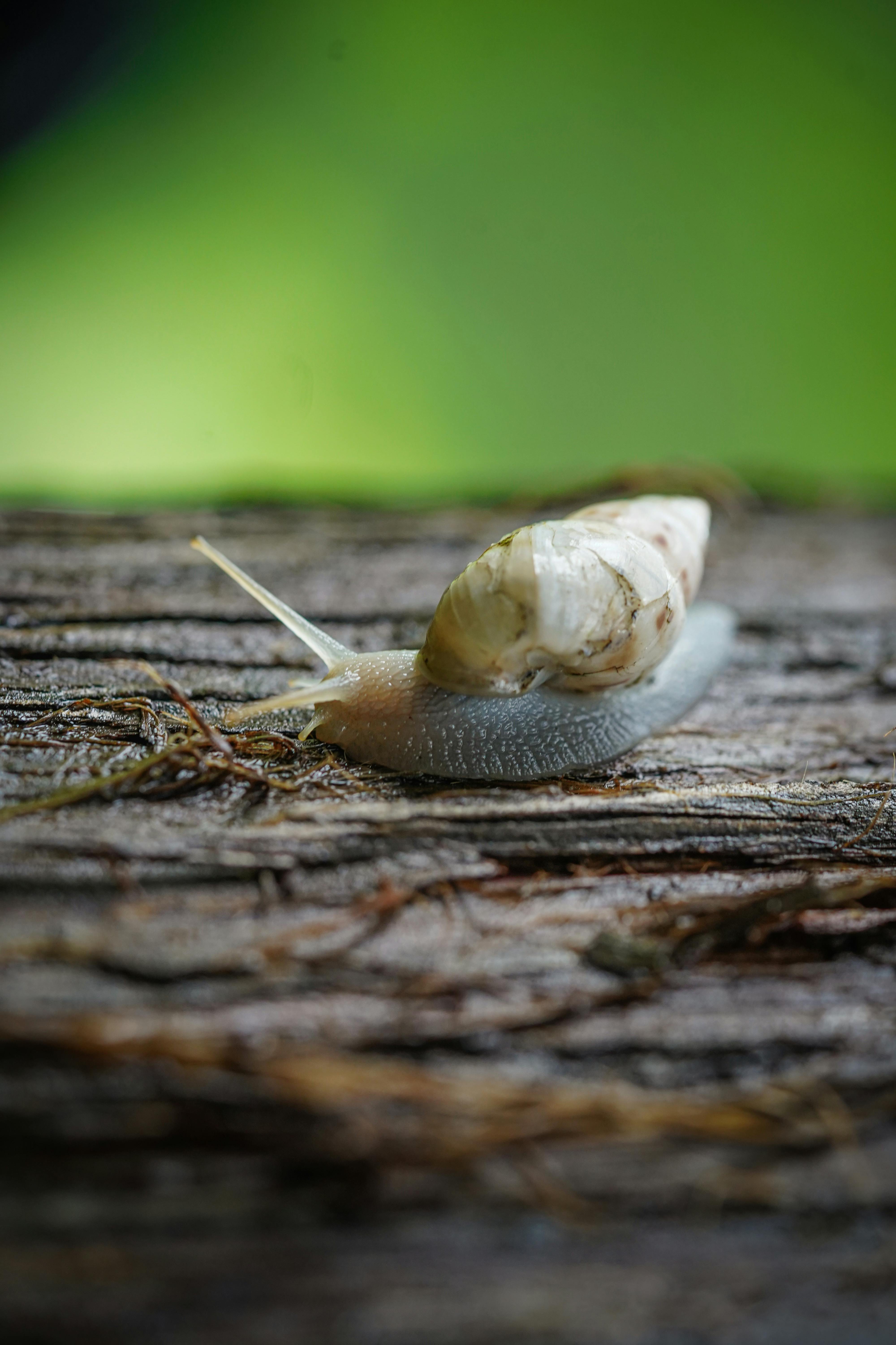 Brown Snail on Wooden Log · Free Stock Photo