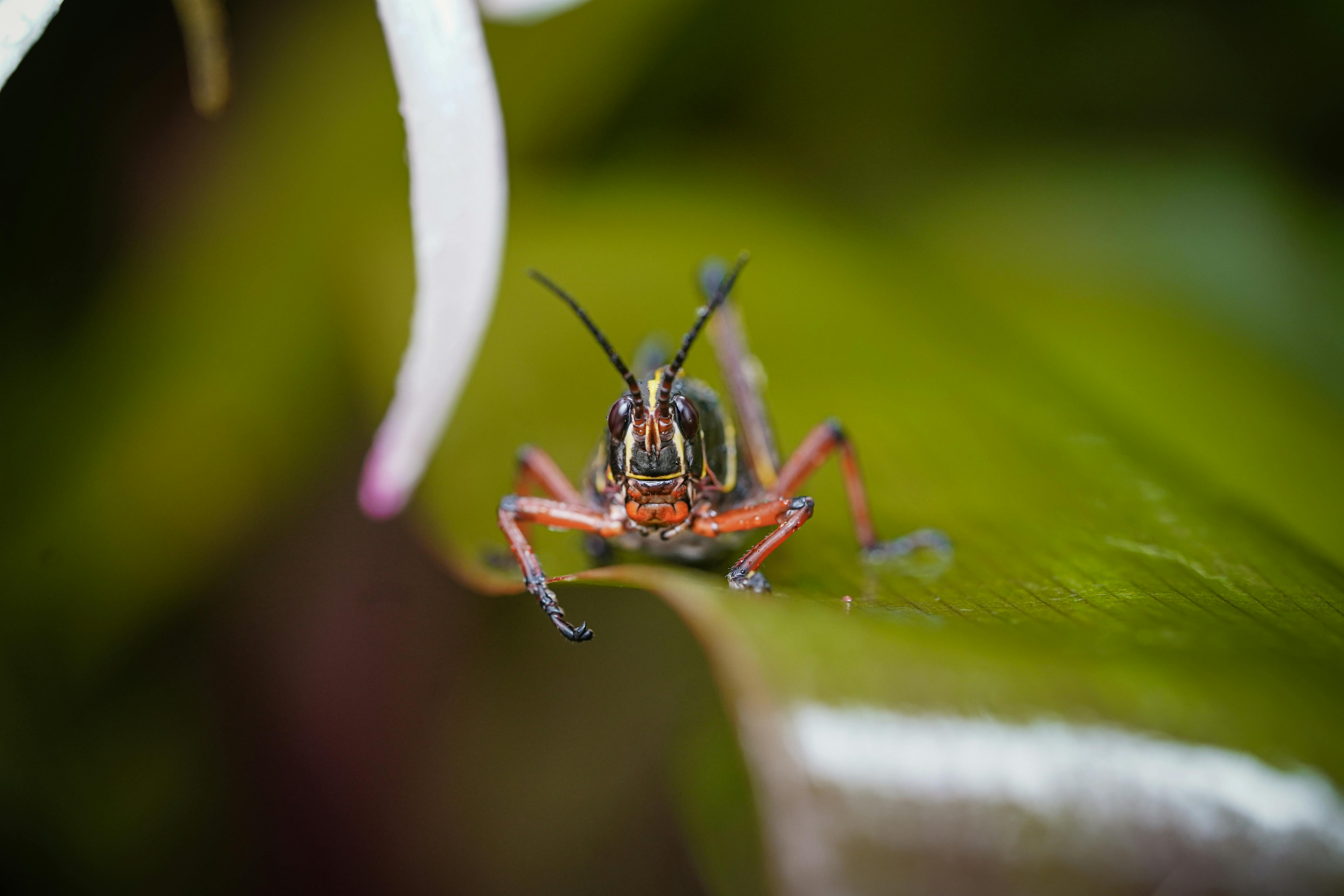 Leaf Teeth Photos, Download The BEST Free Leaf Teeth Stock Photos & HD ...