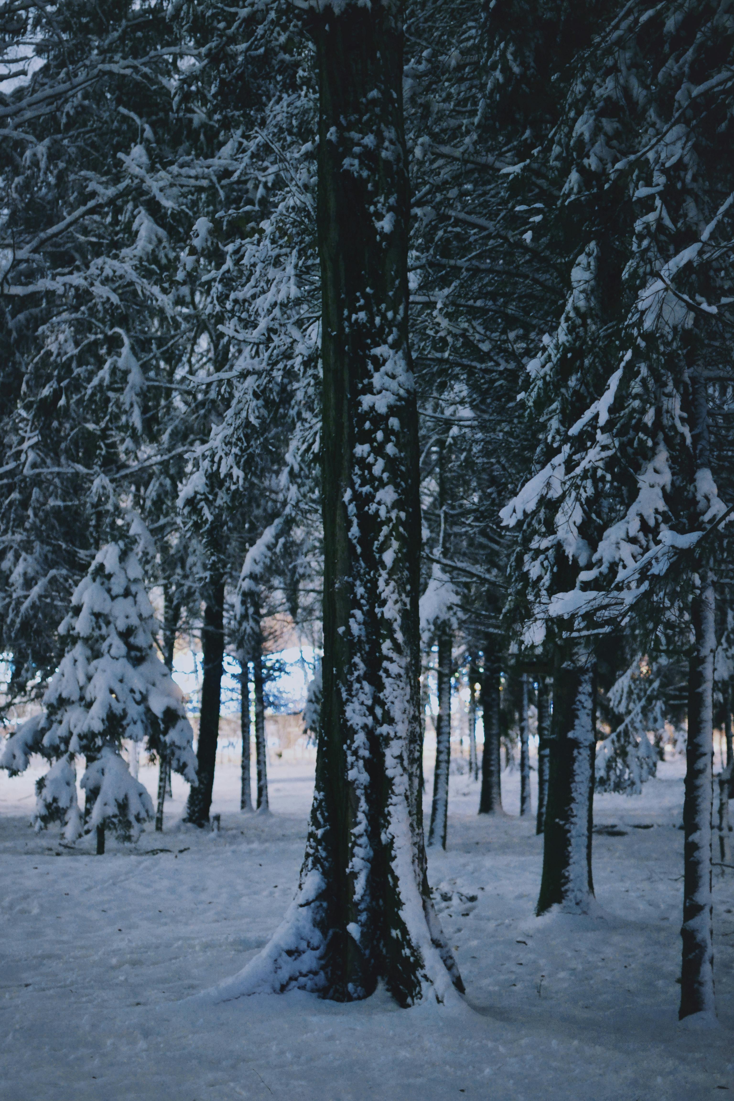 Snow Falling from Pine Tree Branches in a Forest · Free Stock Photo