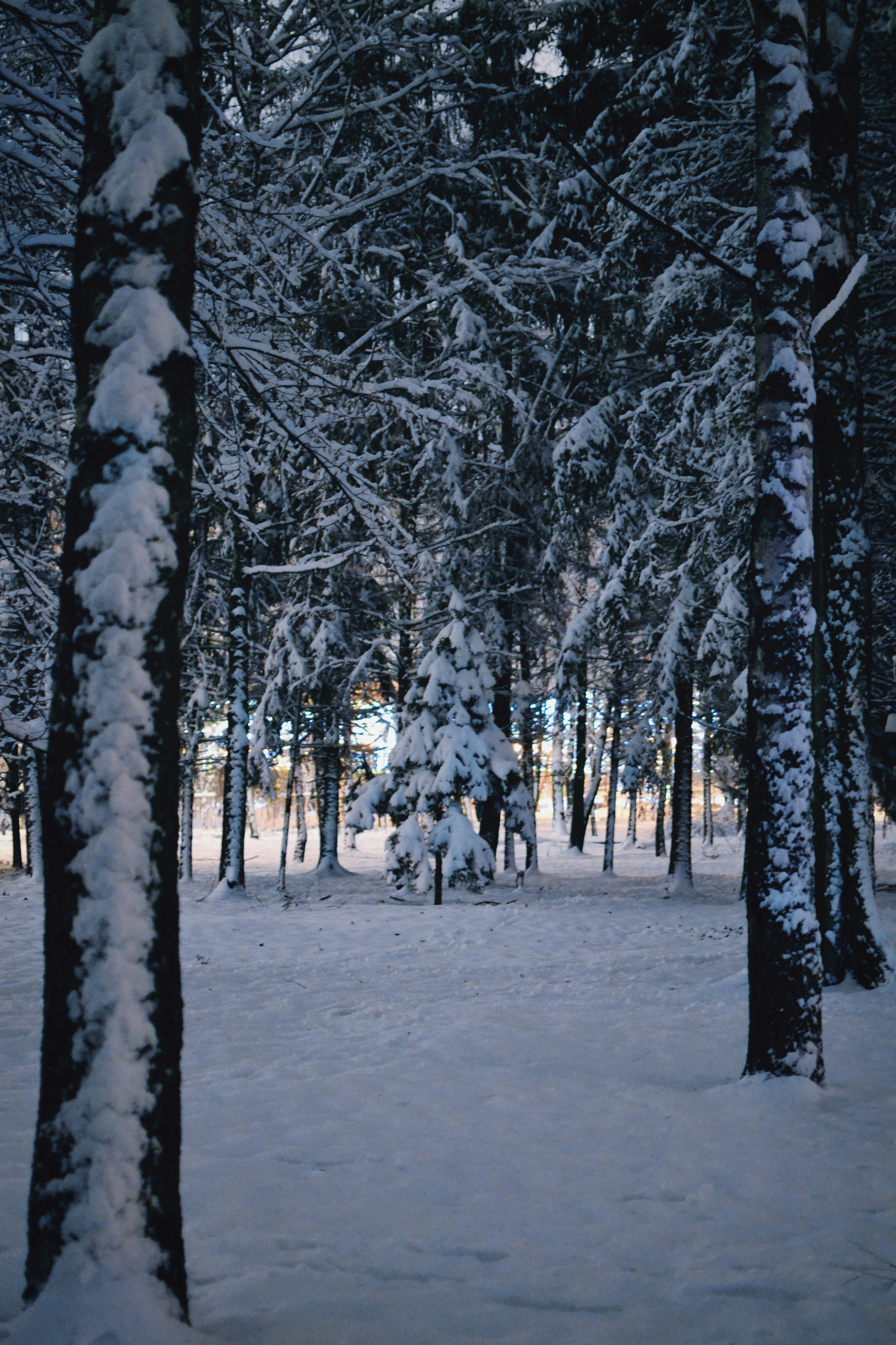 Snow Covered Pine Trees · Free Stock Photo