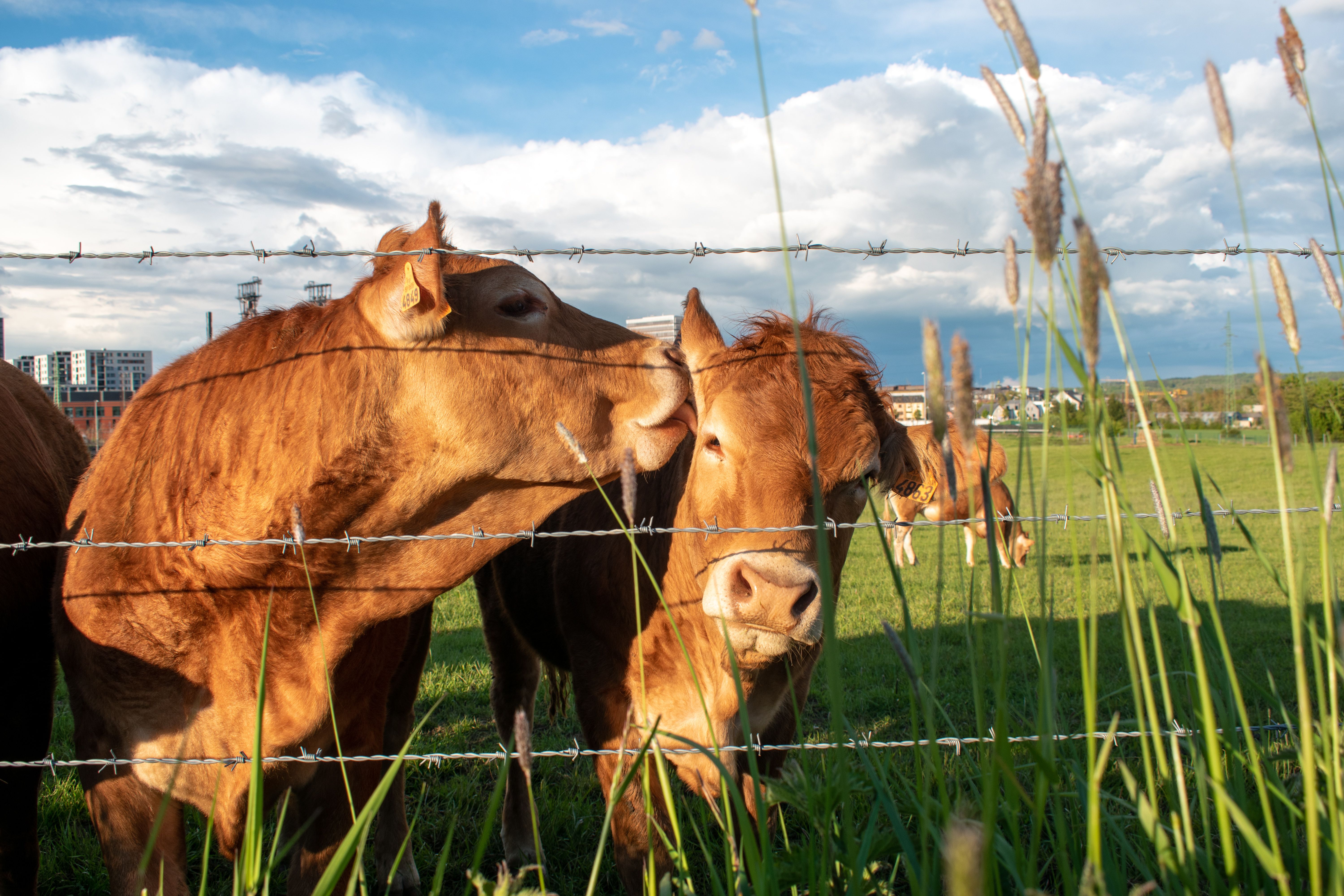 Brown Cows on Grazing Land · Free Stock Photo