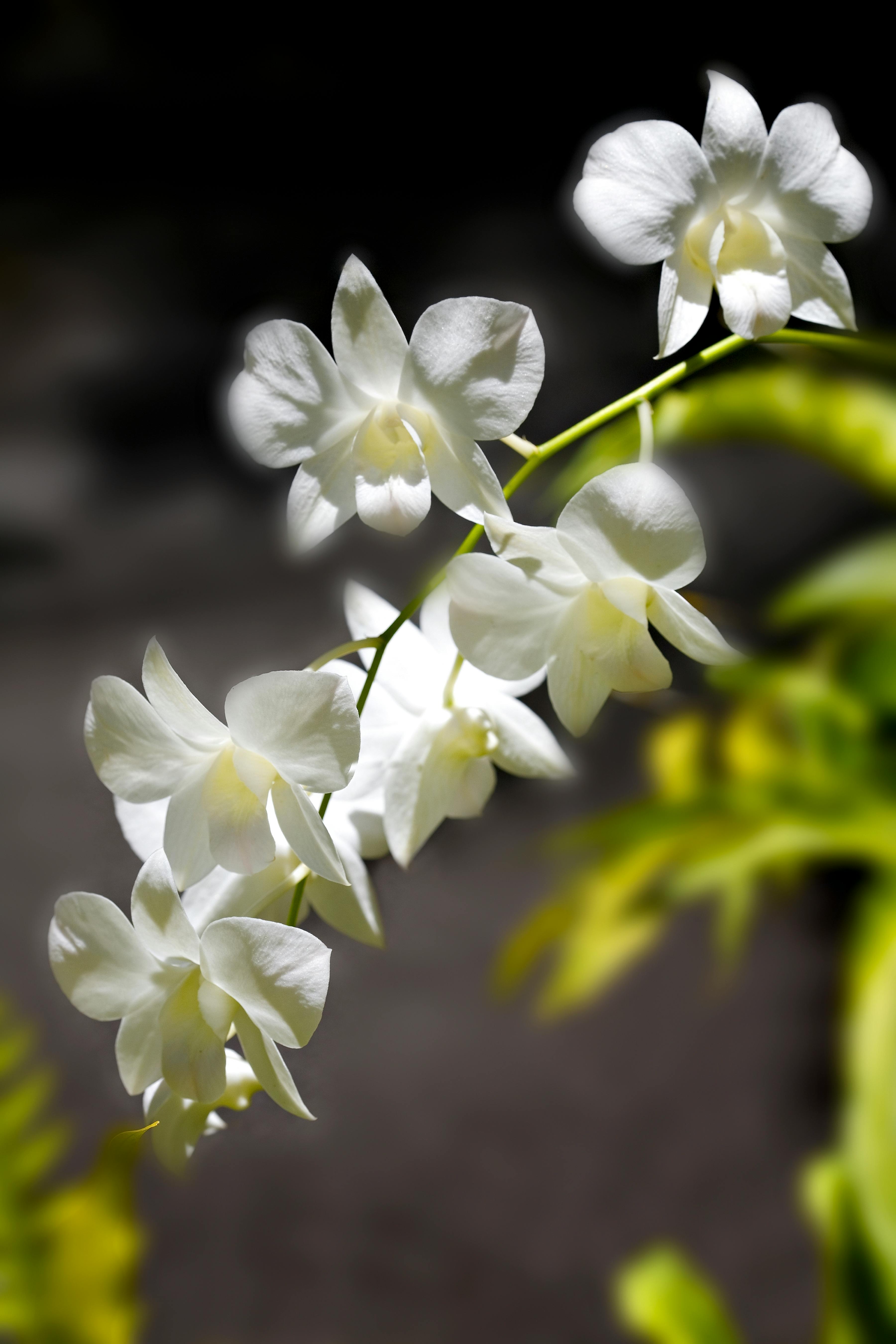 WHITE - In Nature 13 Photos & Videos Collected by Rev. Lisa j Winston