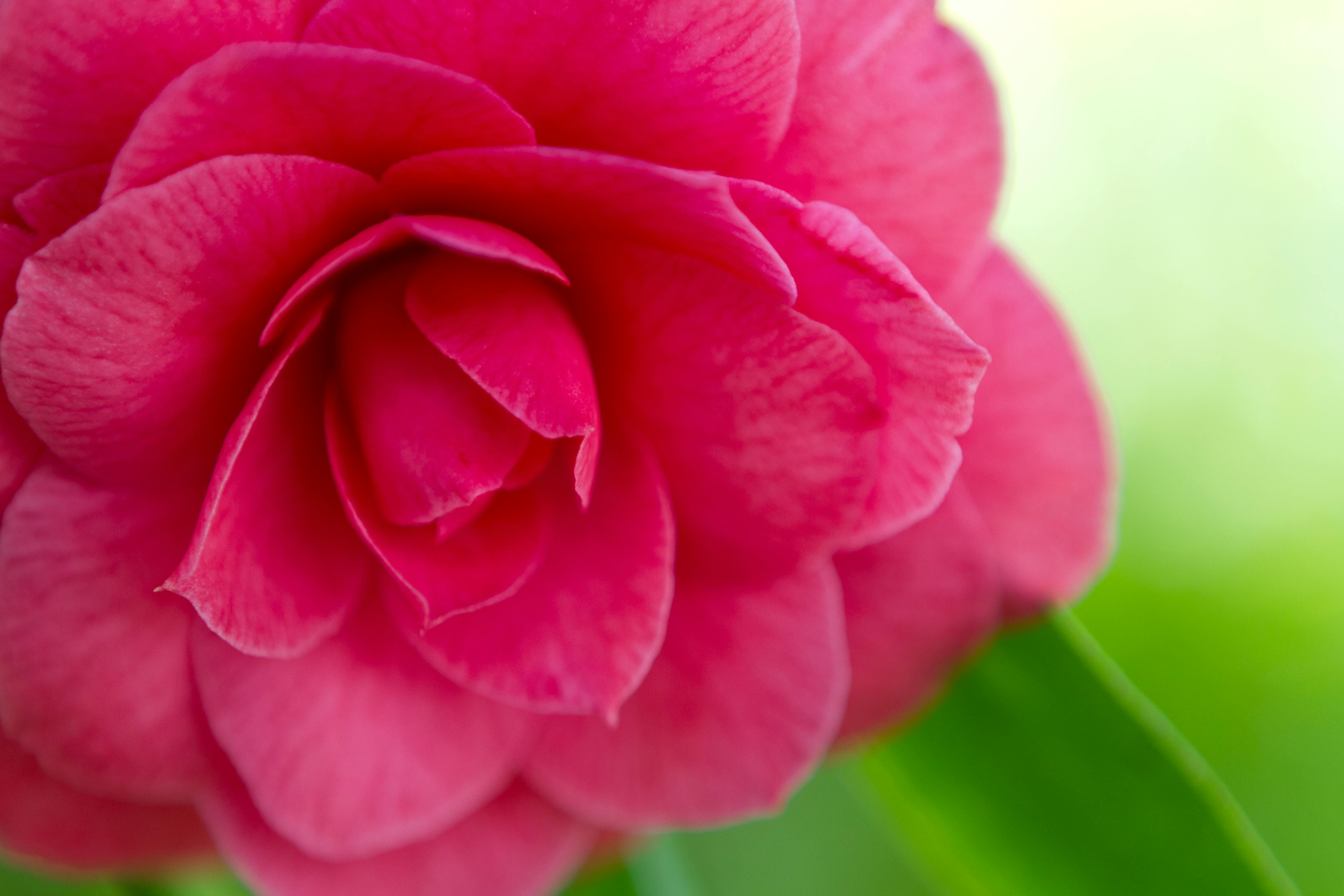 Fully Bloomed Flowers With Green Leaves · Free Stock Photo