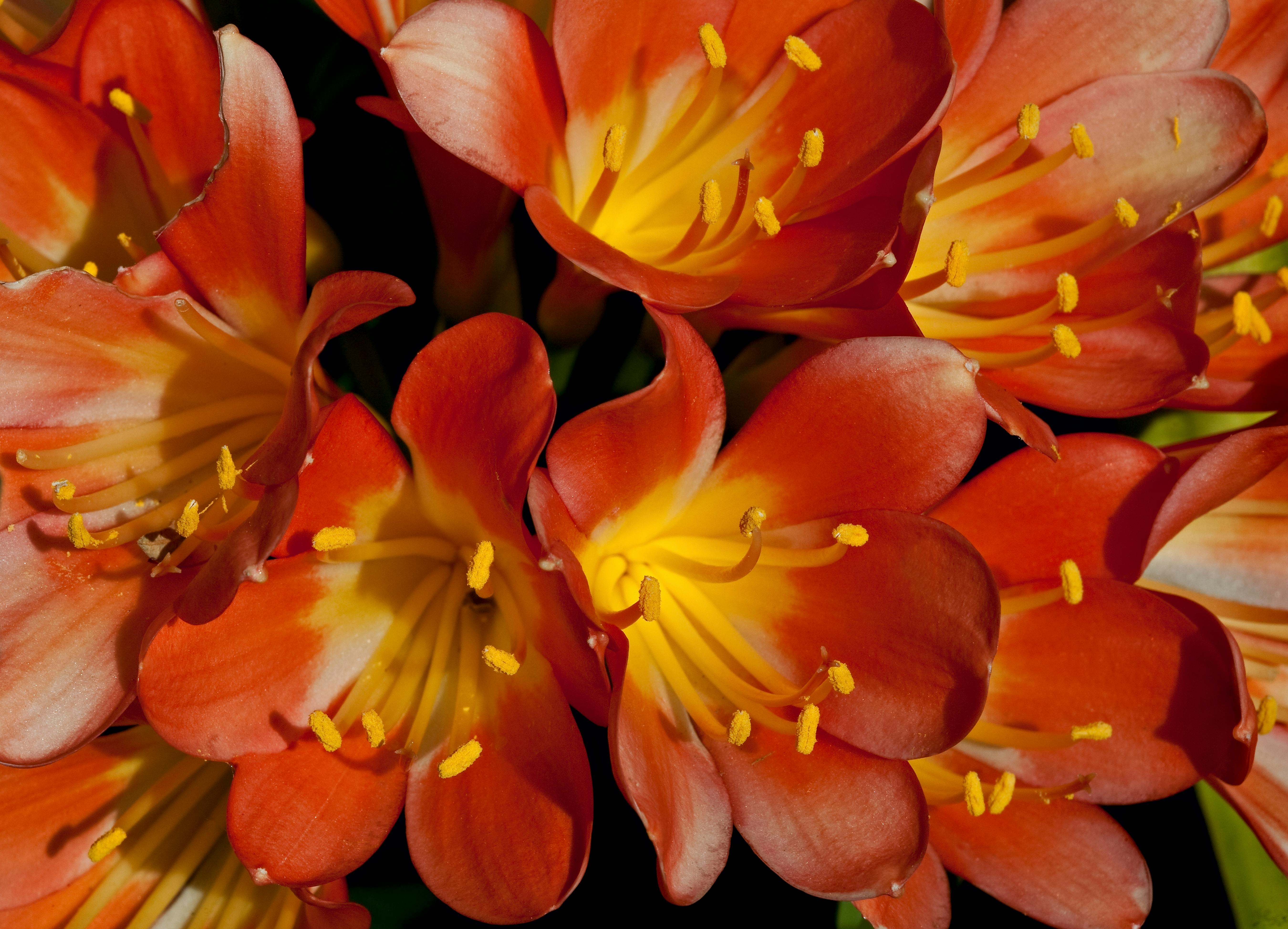 Close-up of Orange Flowers · Free Stock Photo