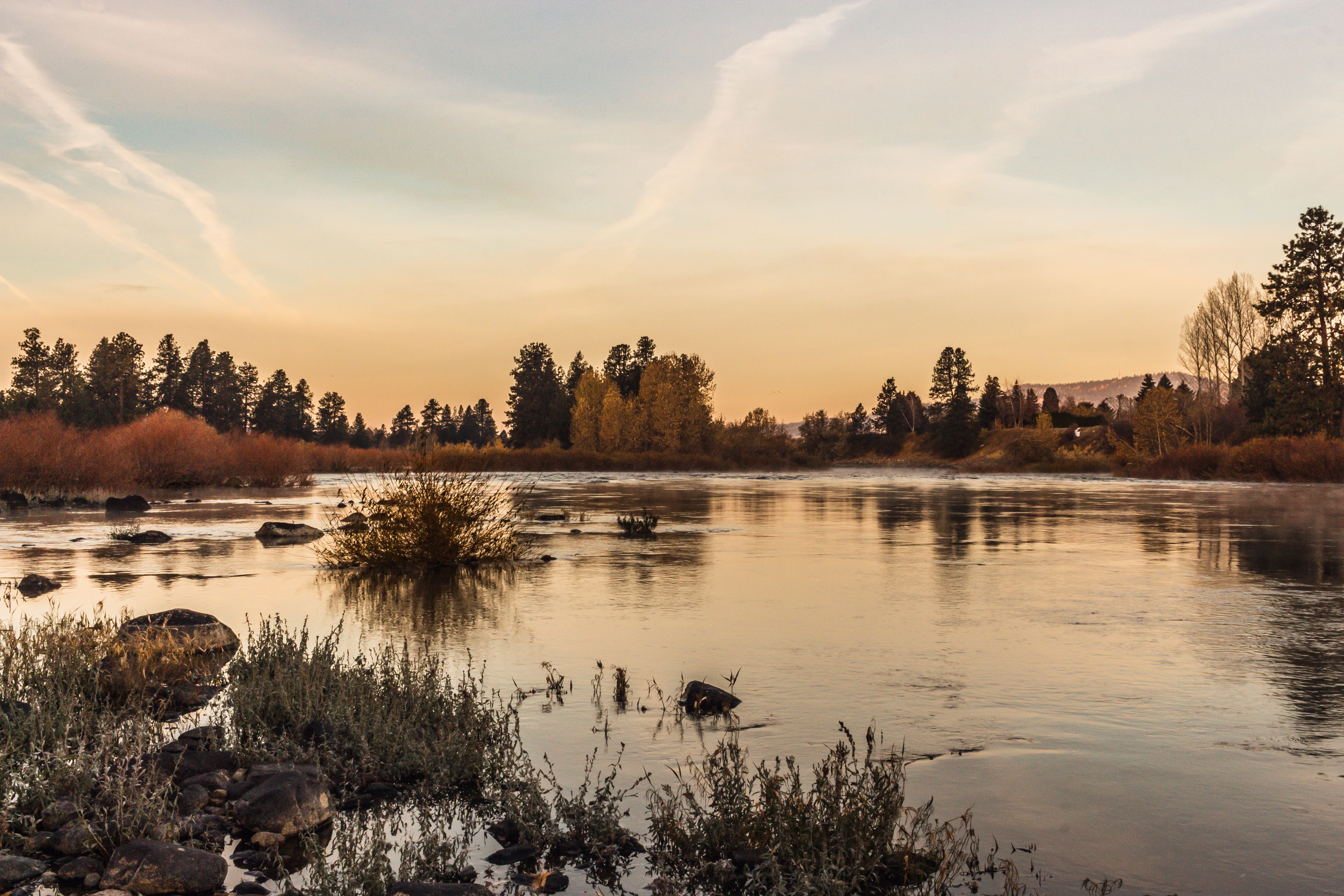 Trees Near the River · Free Stock Photo