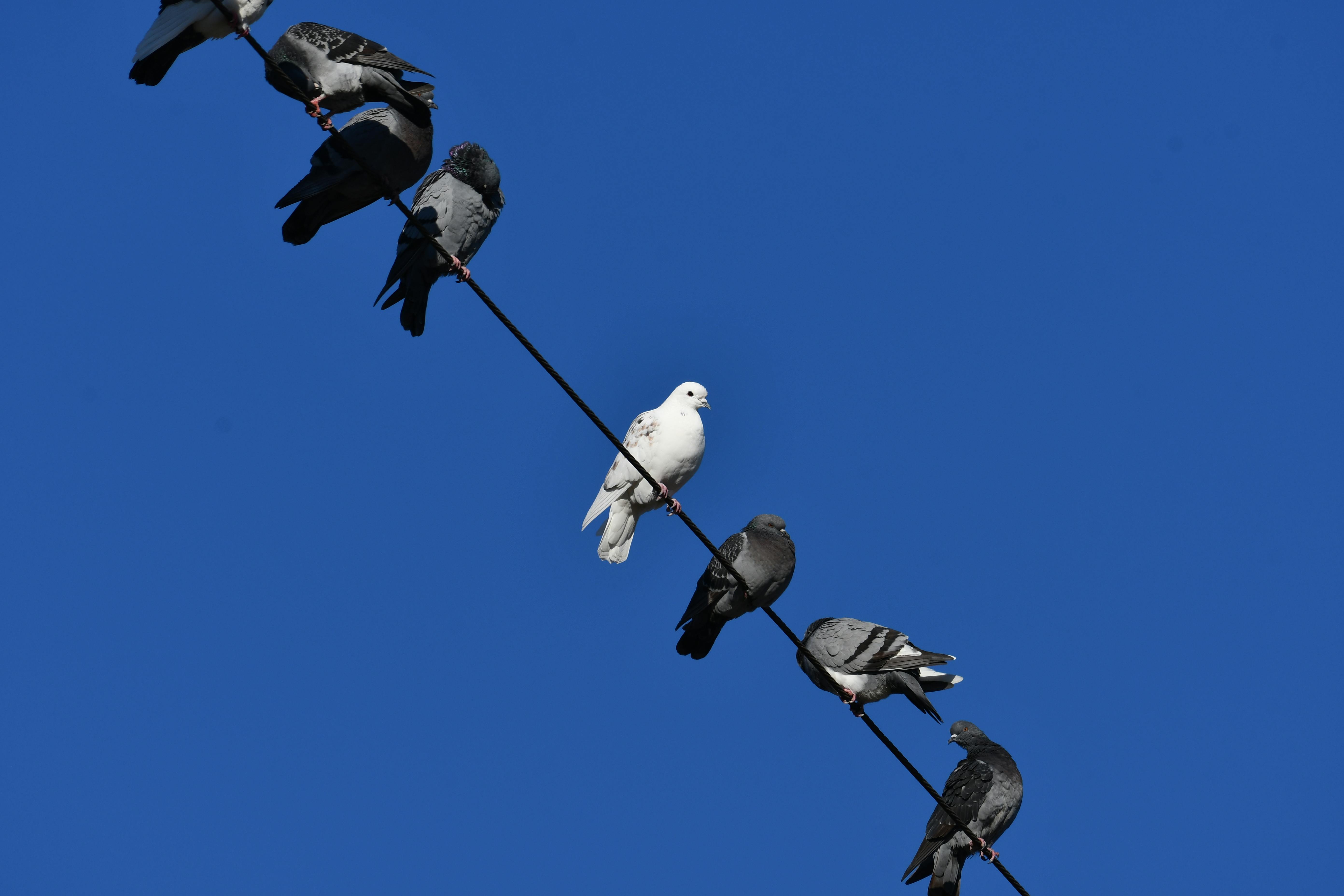 Photograph of a Gray Pigeon · Free Stock Photo