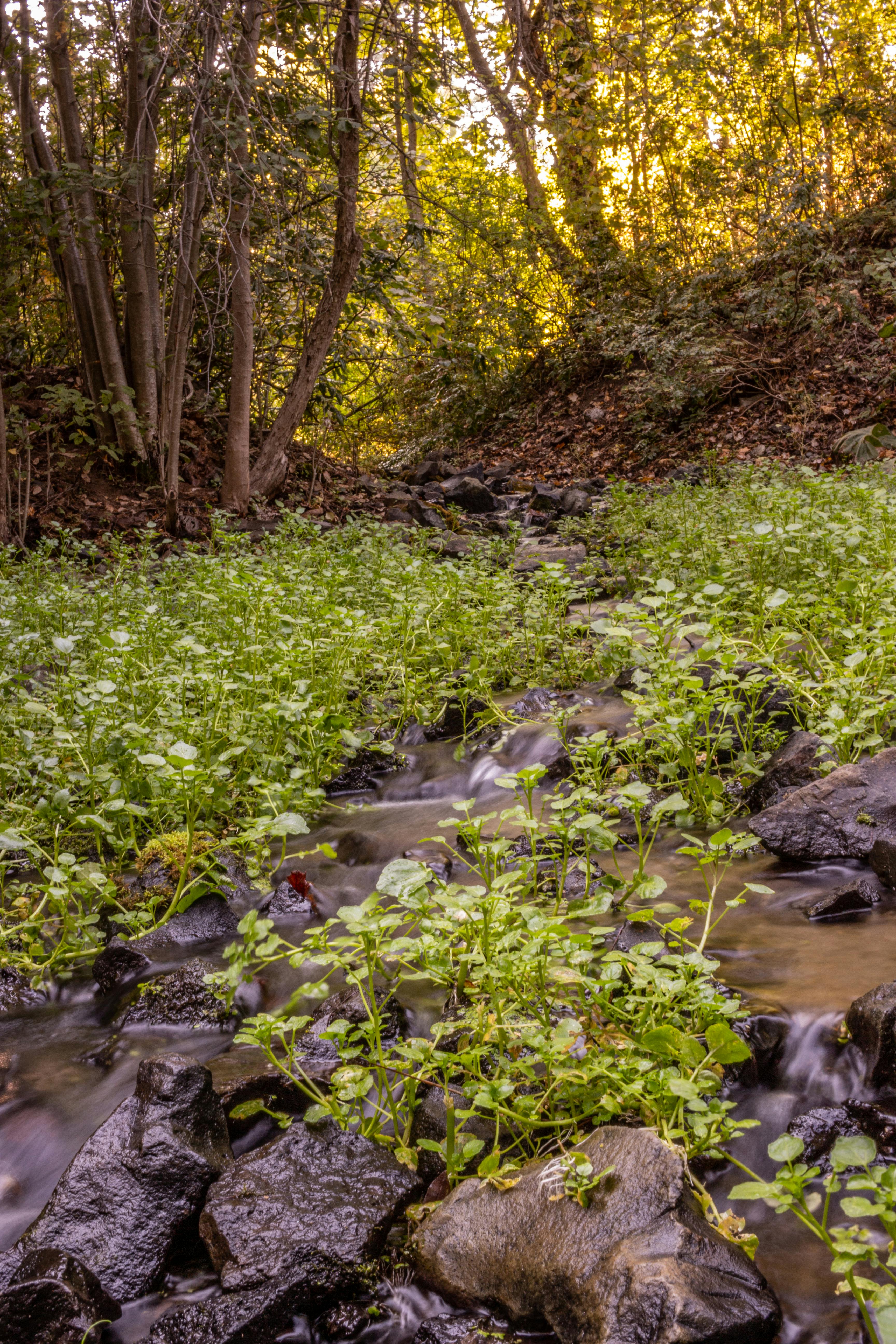 Green Plants on the River · Free Stock Photo