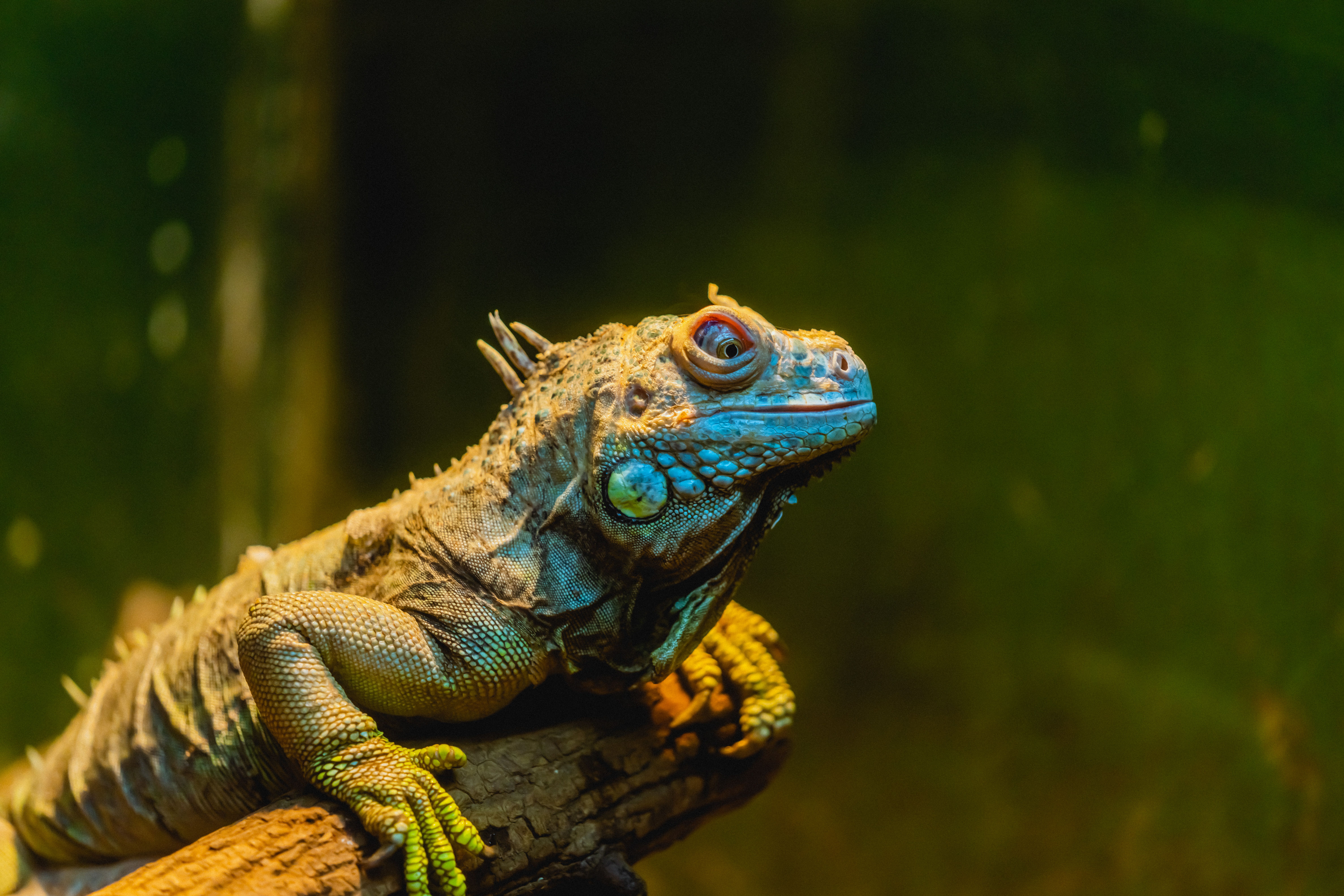 Close-Up Shot of an Iguana · Free Stock Photo