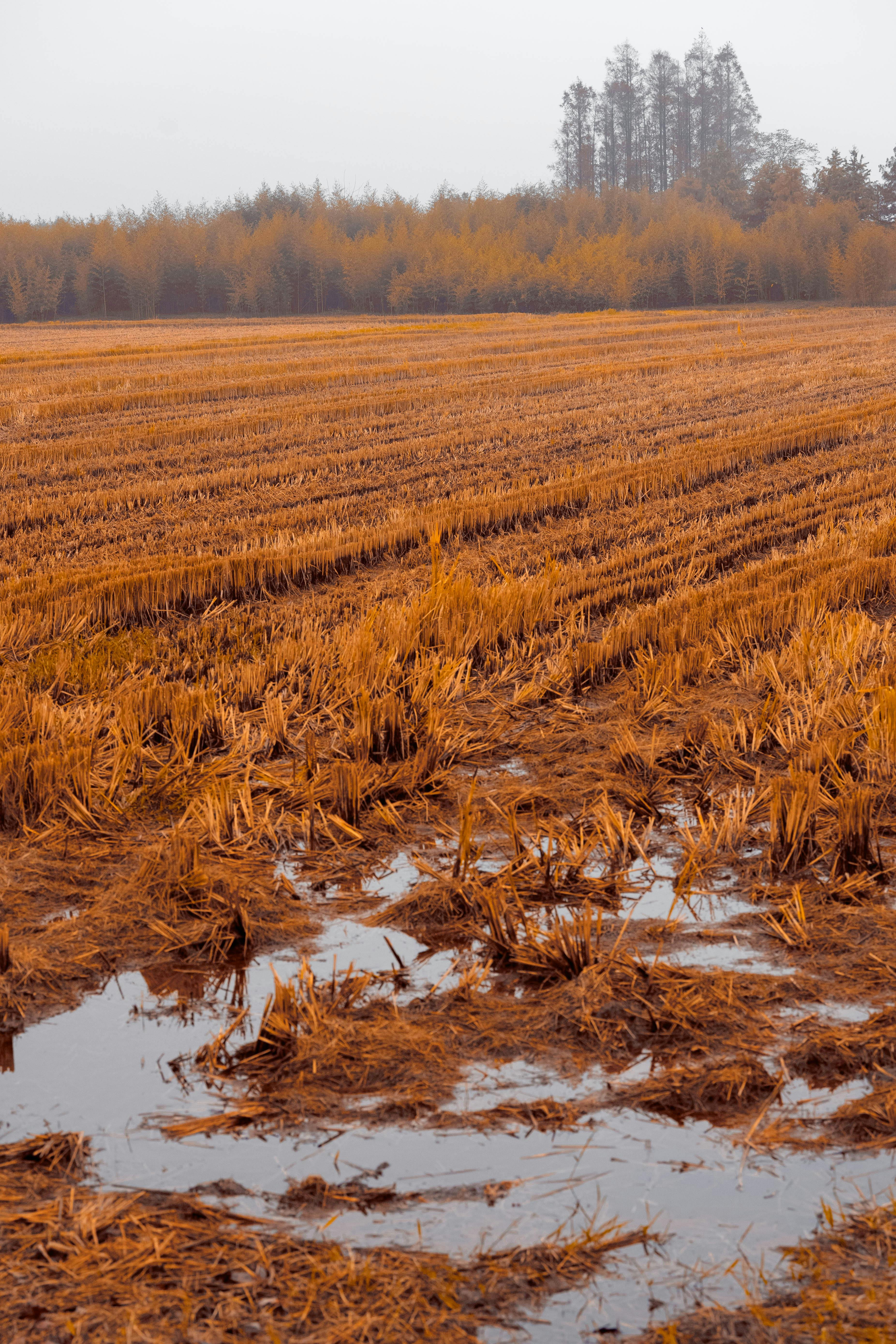 Puddle on a Field · Free Stock Photo