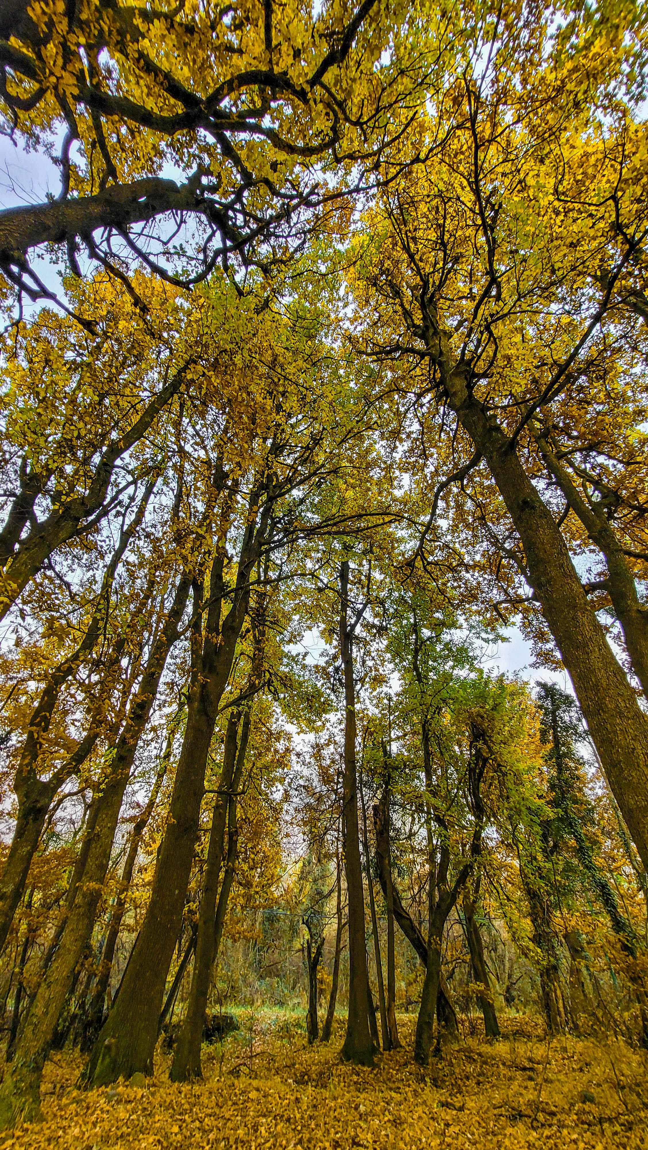 Yellow and Green Trees · Free Stock Photo