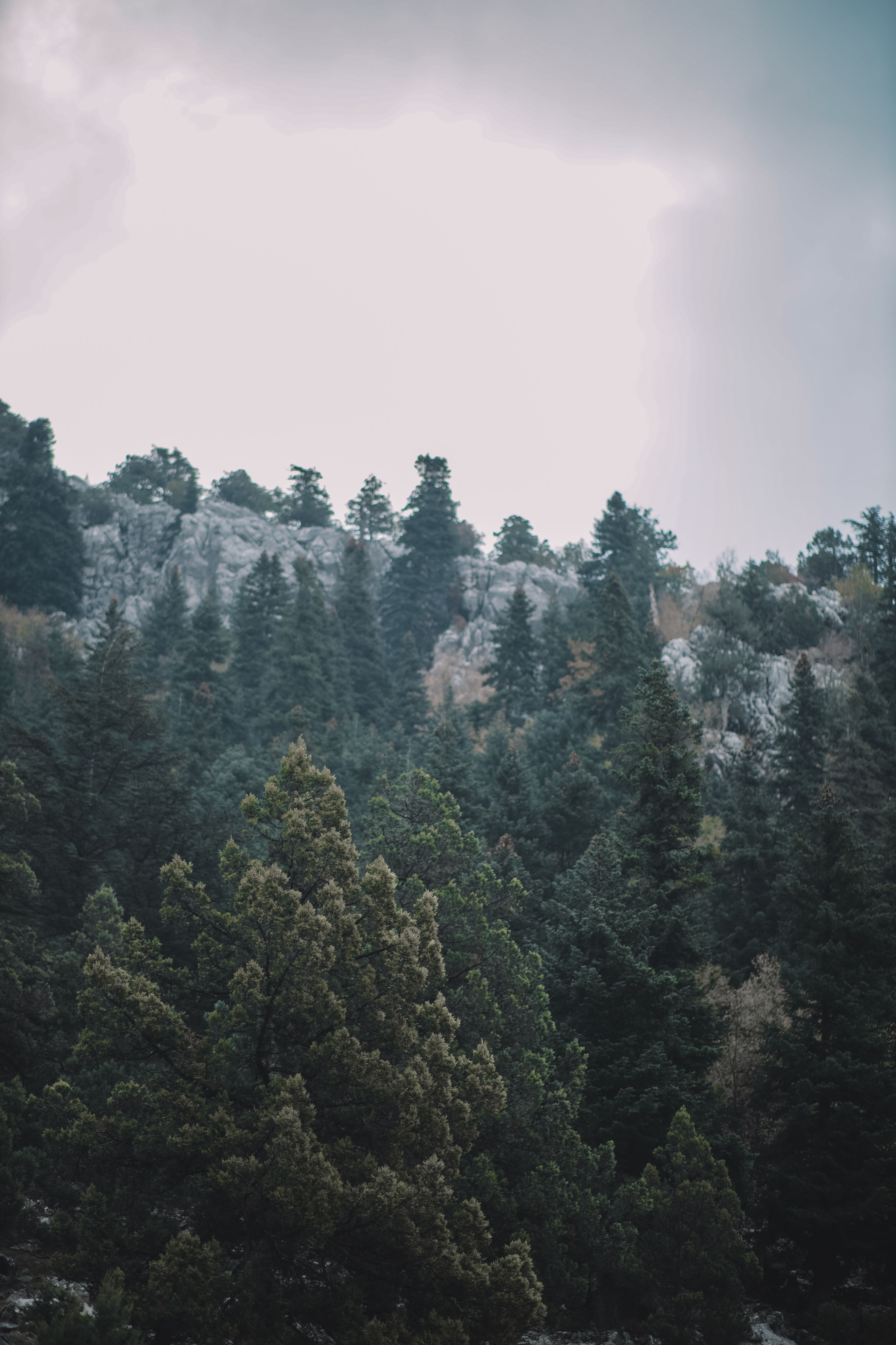 forest · Free Stock Photo
