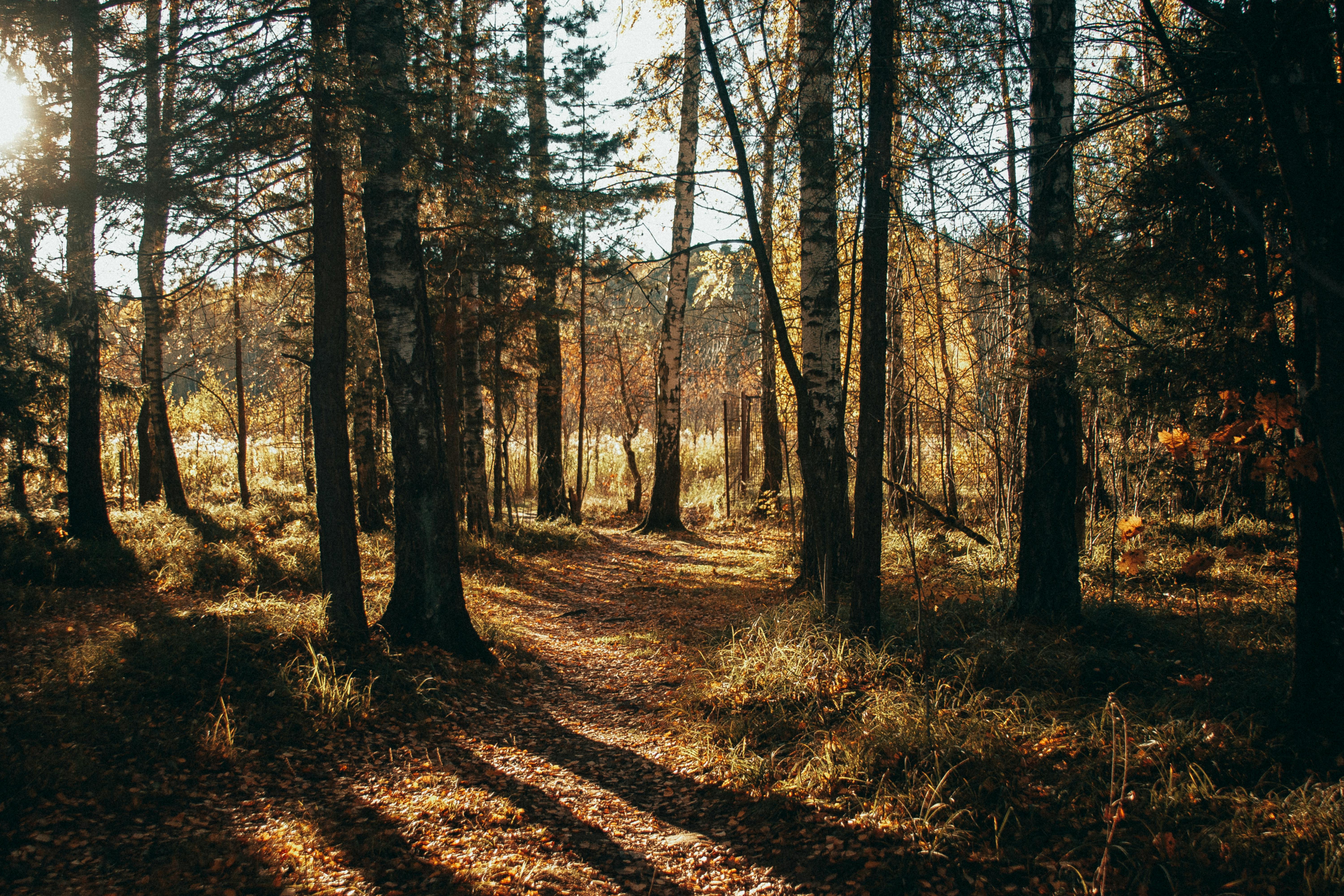Footpath in Forest · Free Stock Photo