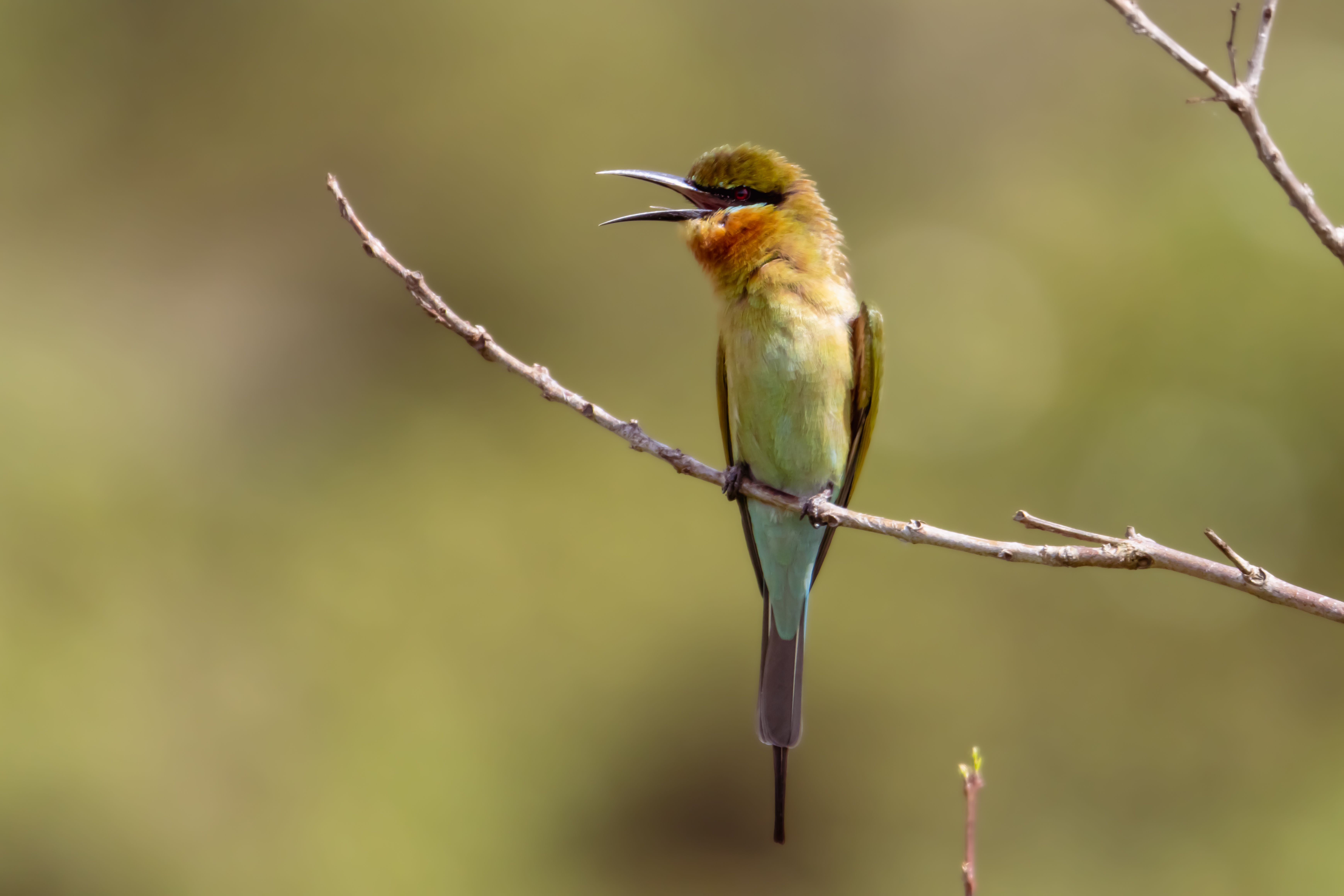 Letar Eater Photos, Download Free Letar Eater Stock Photos & HD Images