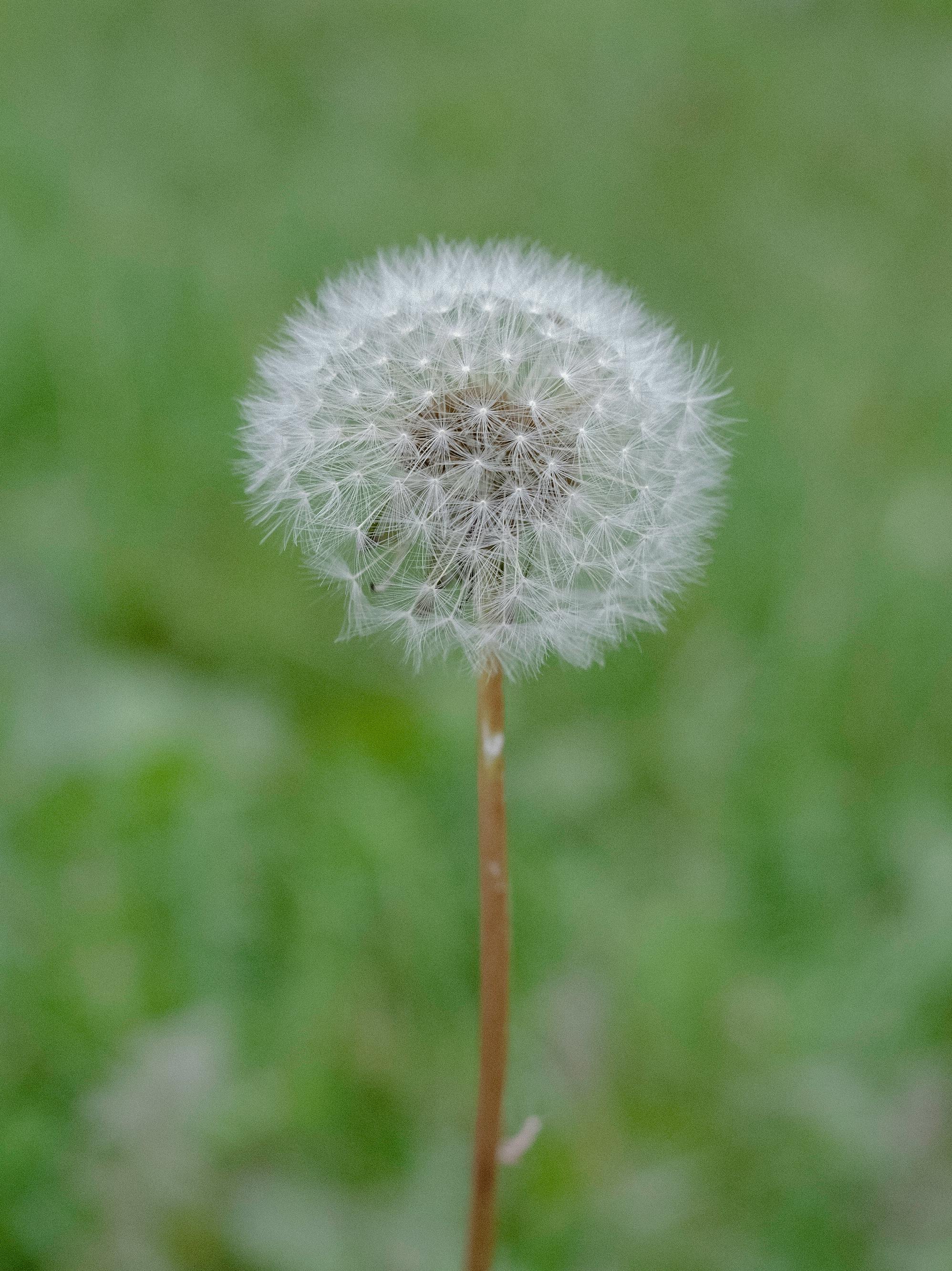 White Dandelion Flower Field · Free Stock Photo