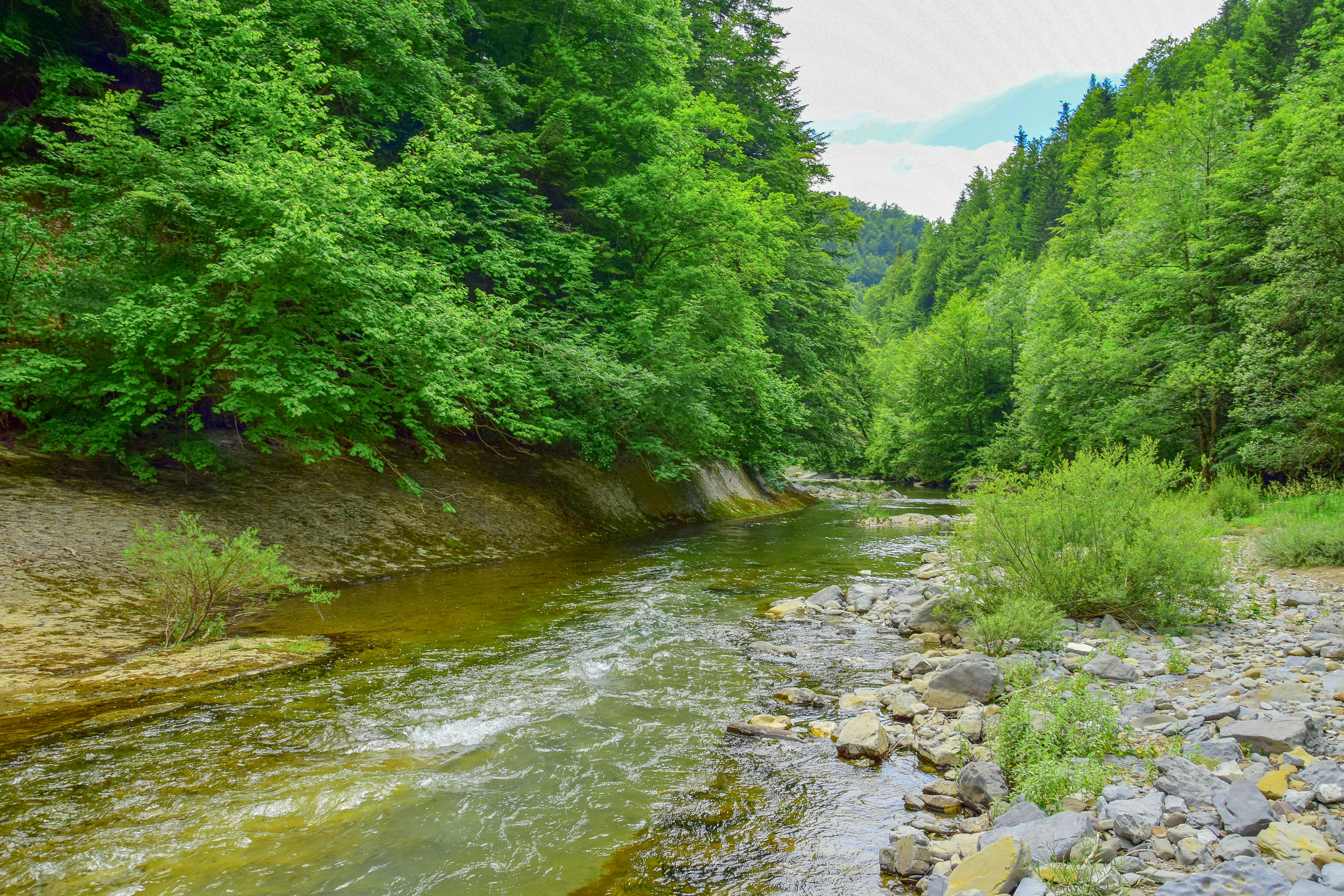 River between Green Trees in the Forest · Free Stock Photo
