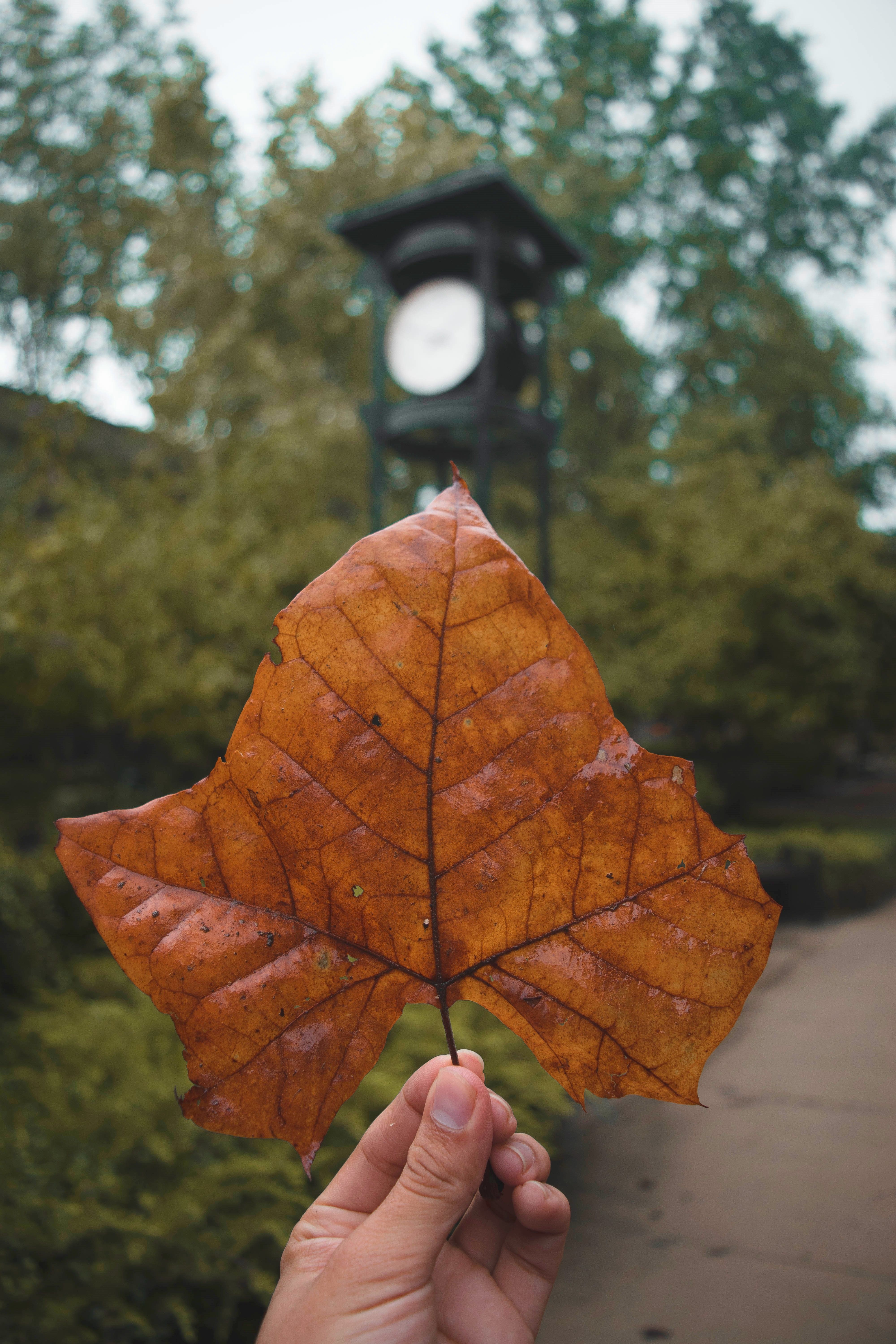 Dried Maple Leaf · Free Stock Photo