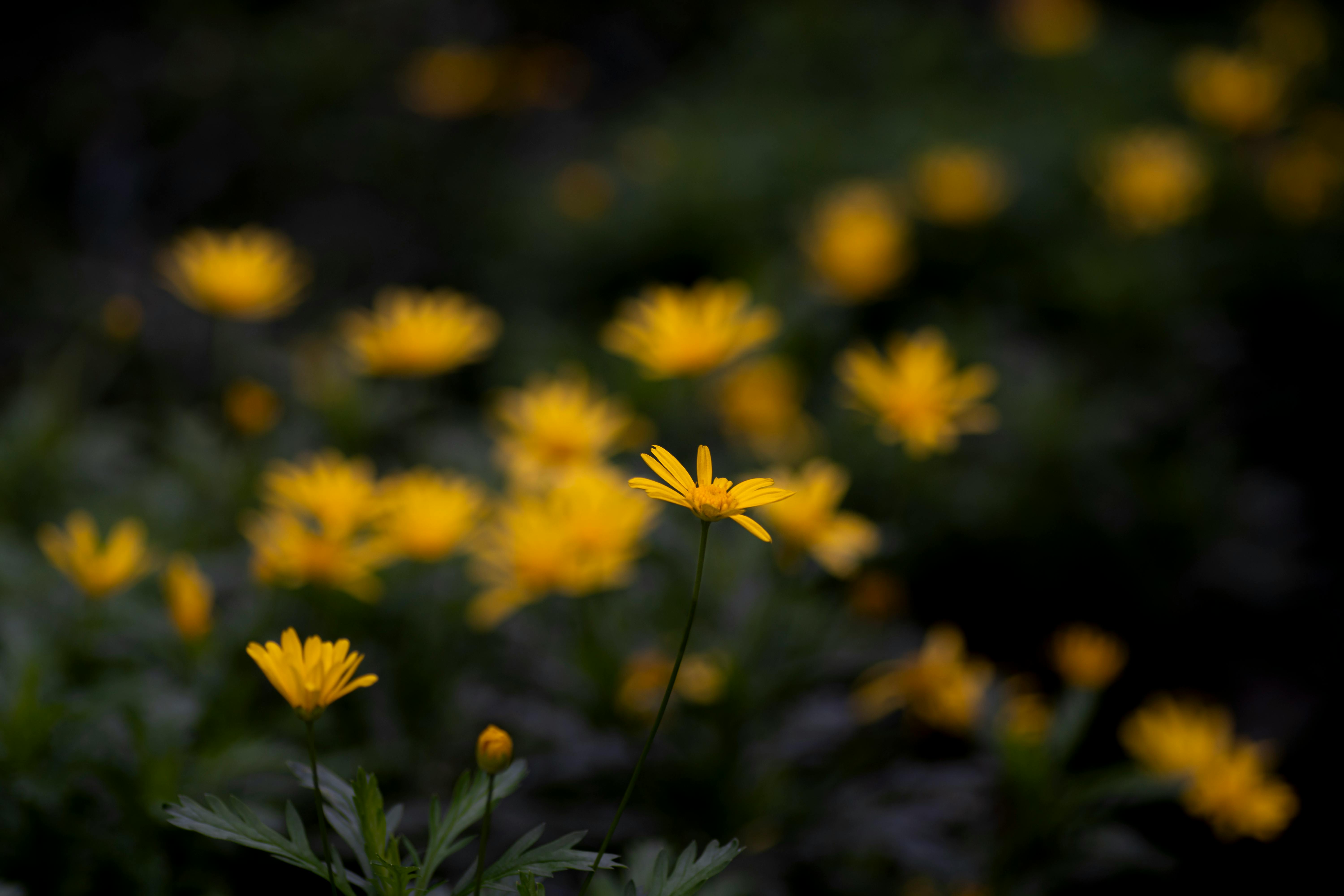 Selective Focus of Yellow Flowers on the Field · Free Stock Photo