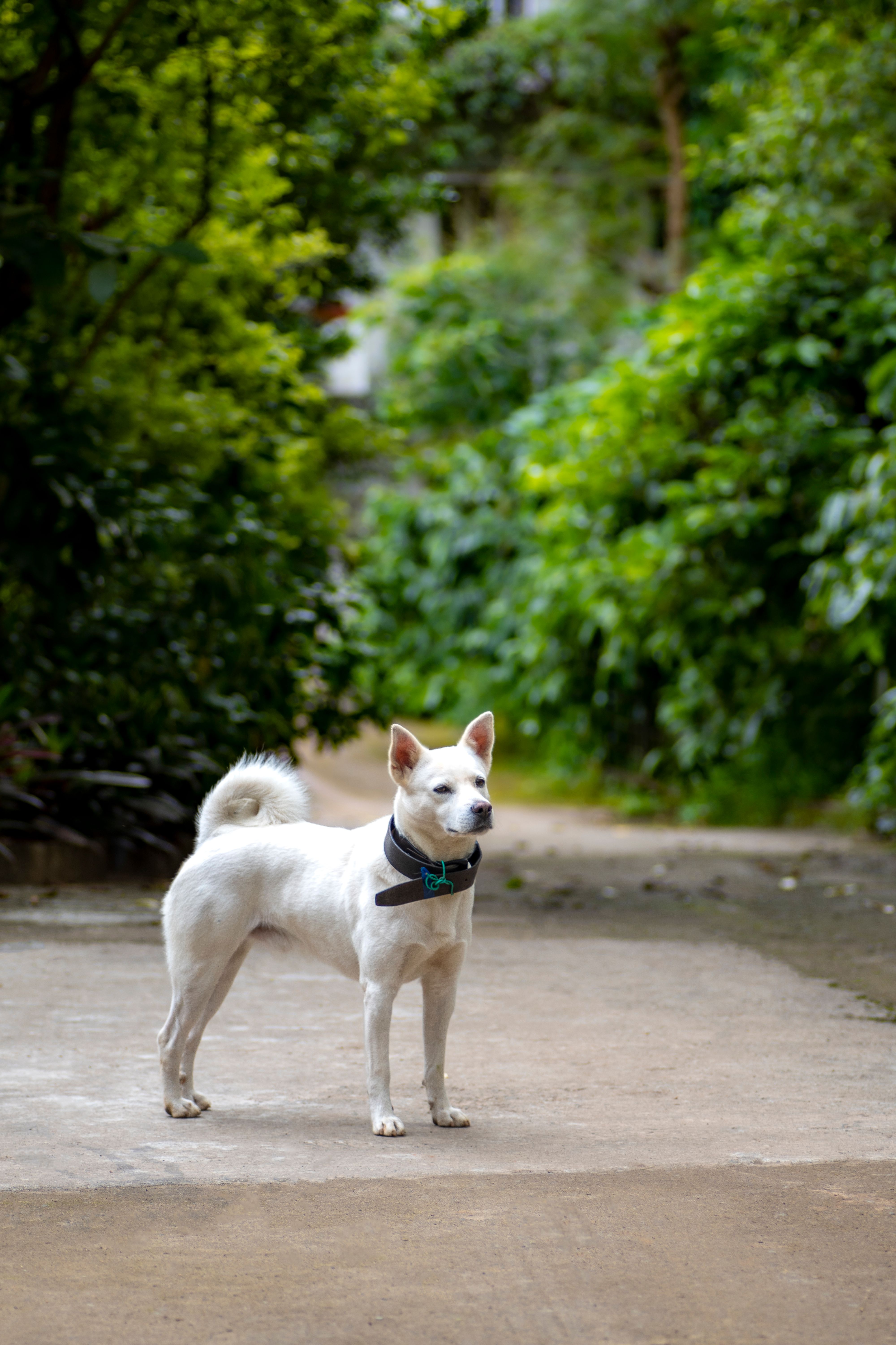 Photo of Dog on Brick Floor · Free Stock Photo