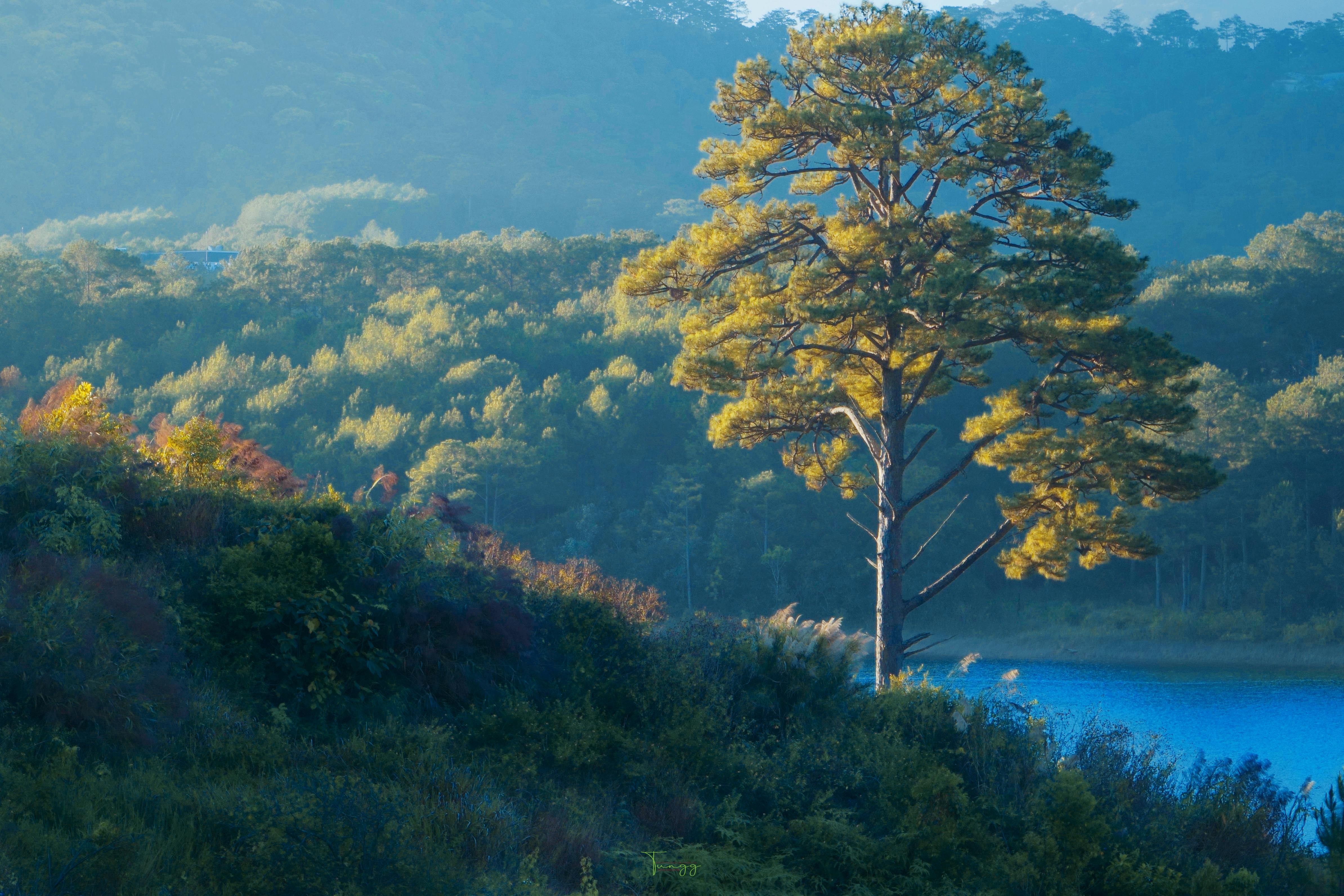 Green Tree near the River · Free Stock Photo
