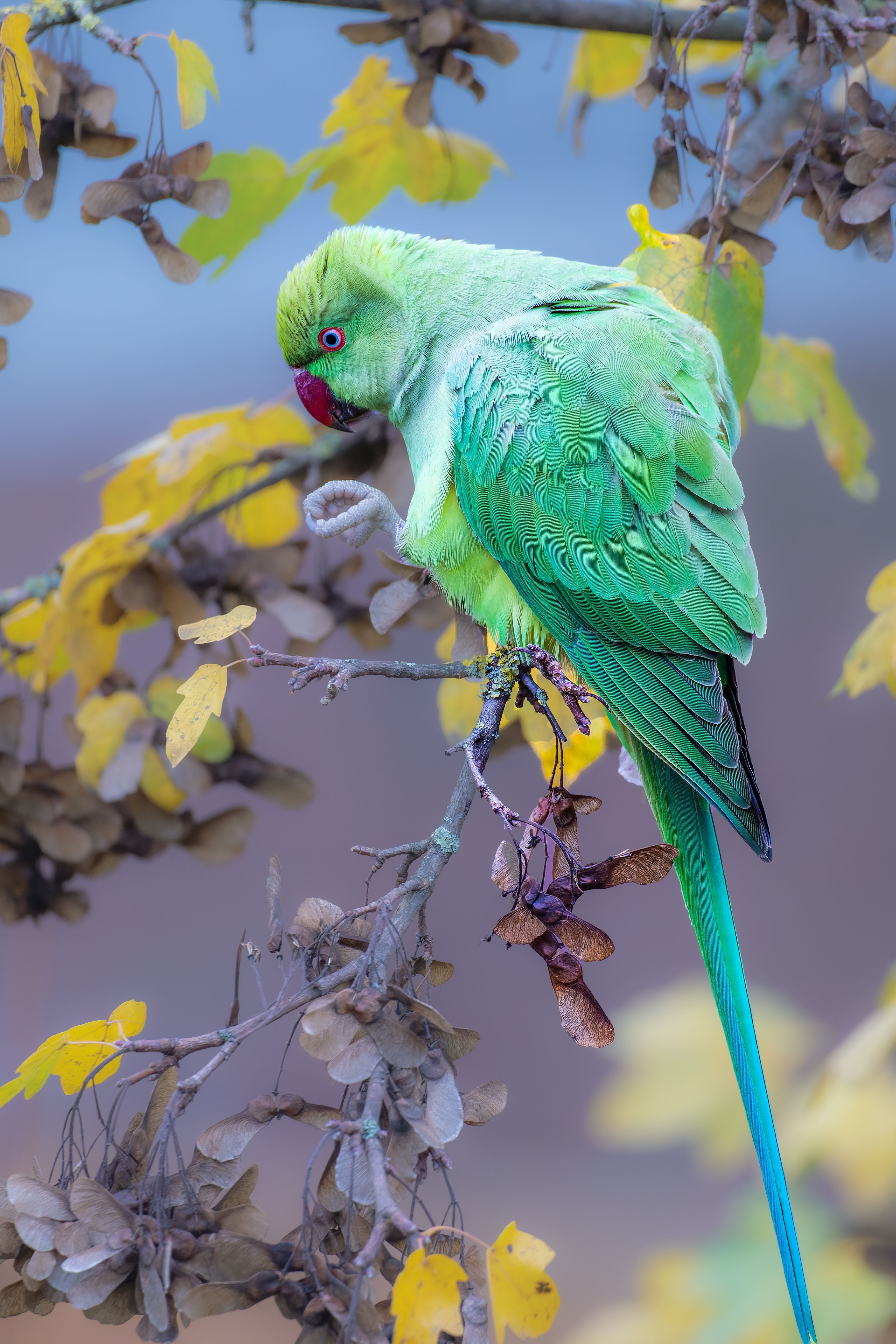 A green parrot flying in the air with its wings spread · Free Stock Photo