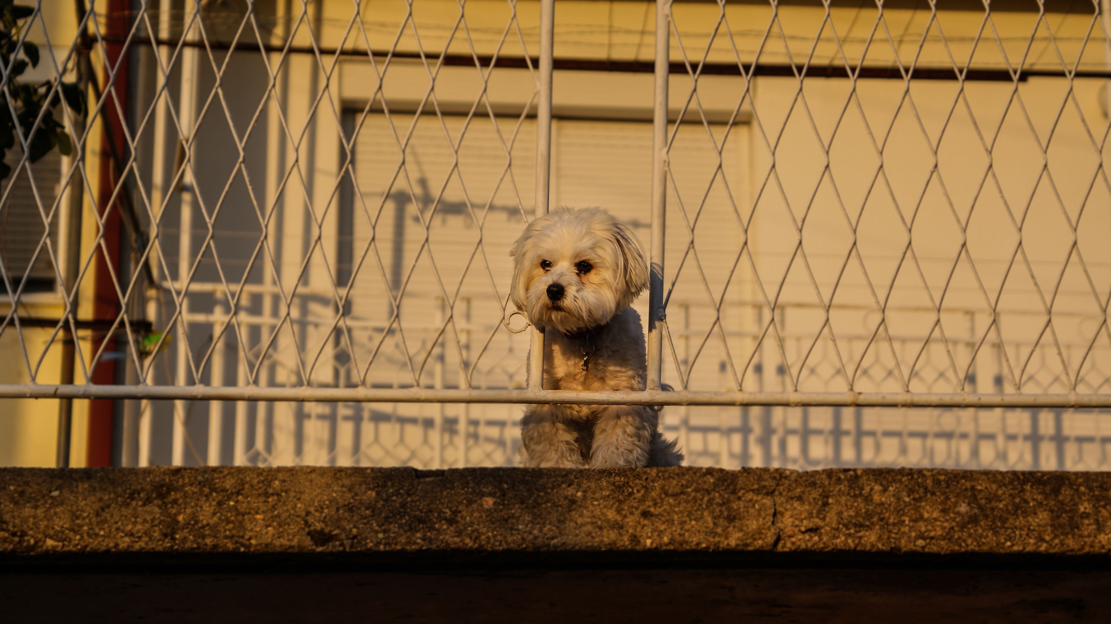 Dog Railing Photos, Download The BEST Free Dog Railing Stock Photos ...
