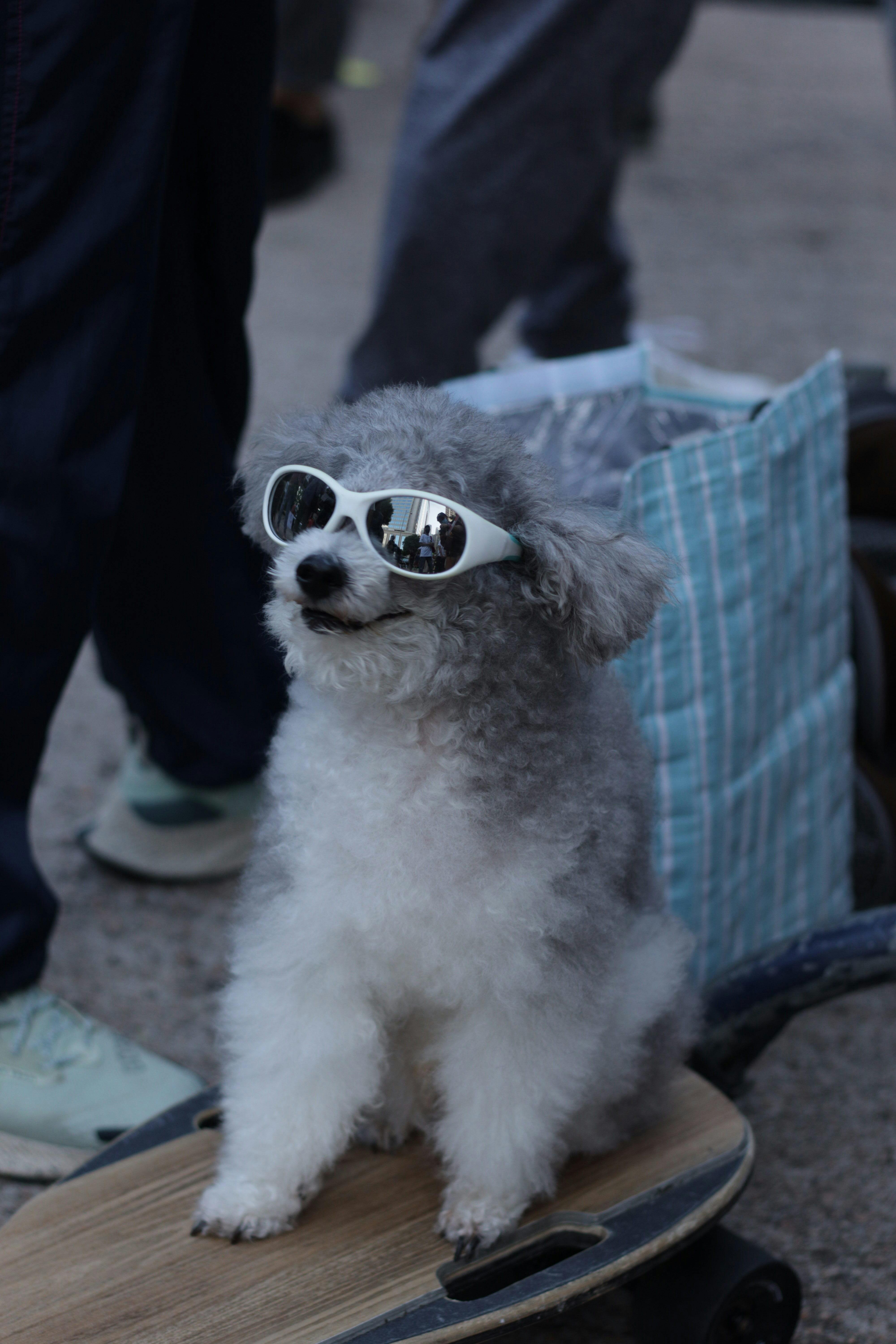 Cute Dog Wearing Sunglasses · Free Stock Photo