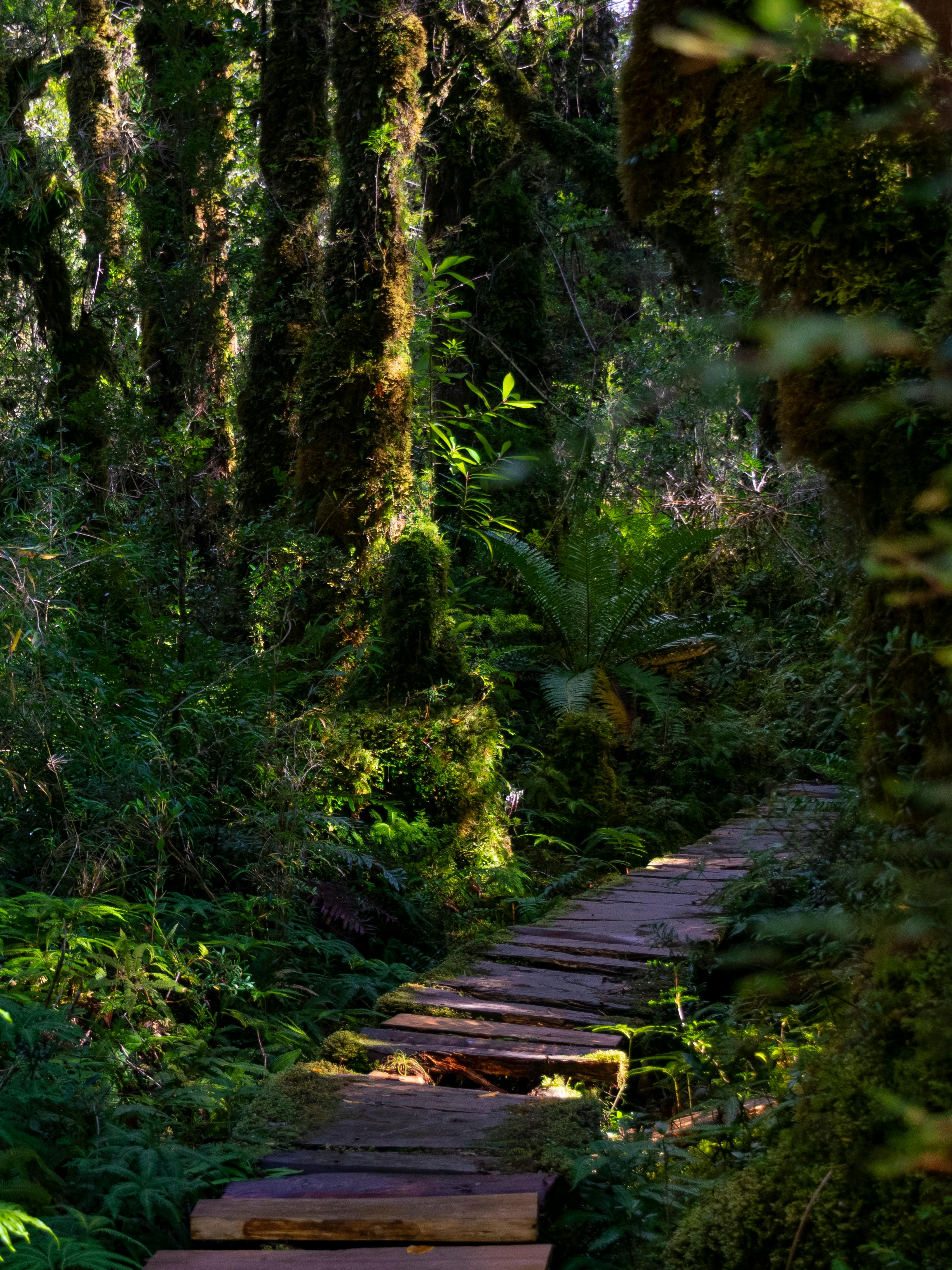 Brown Wooden Pathway in the Forest · Free Stock Photo