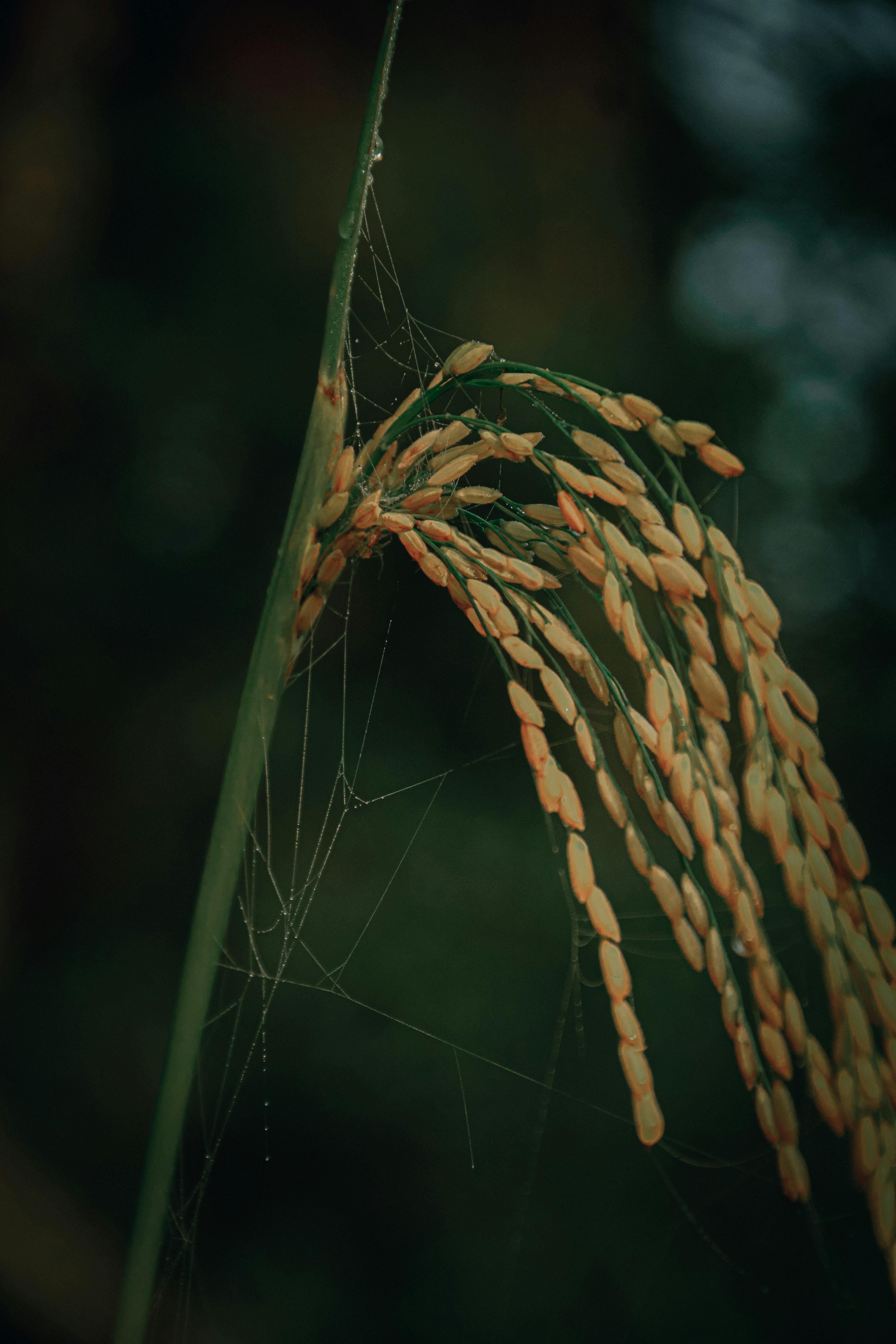 Rice Plant Photos, Download The BEST Free Rice Plant Stock Photos & HD ...