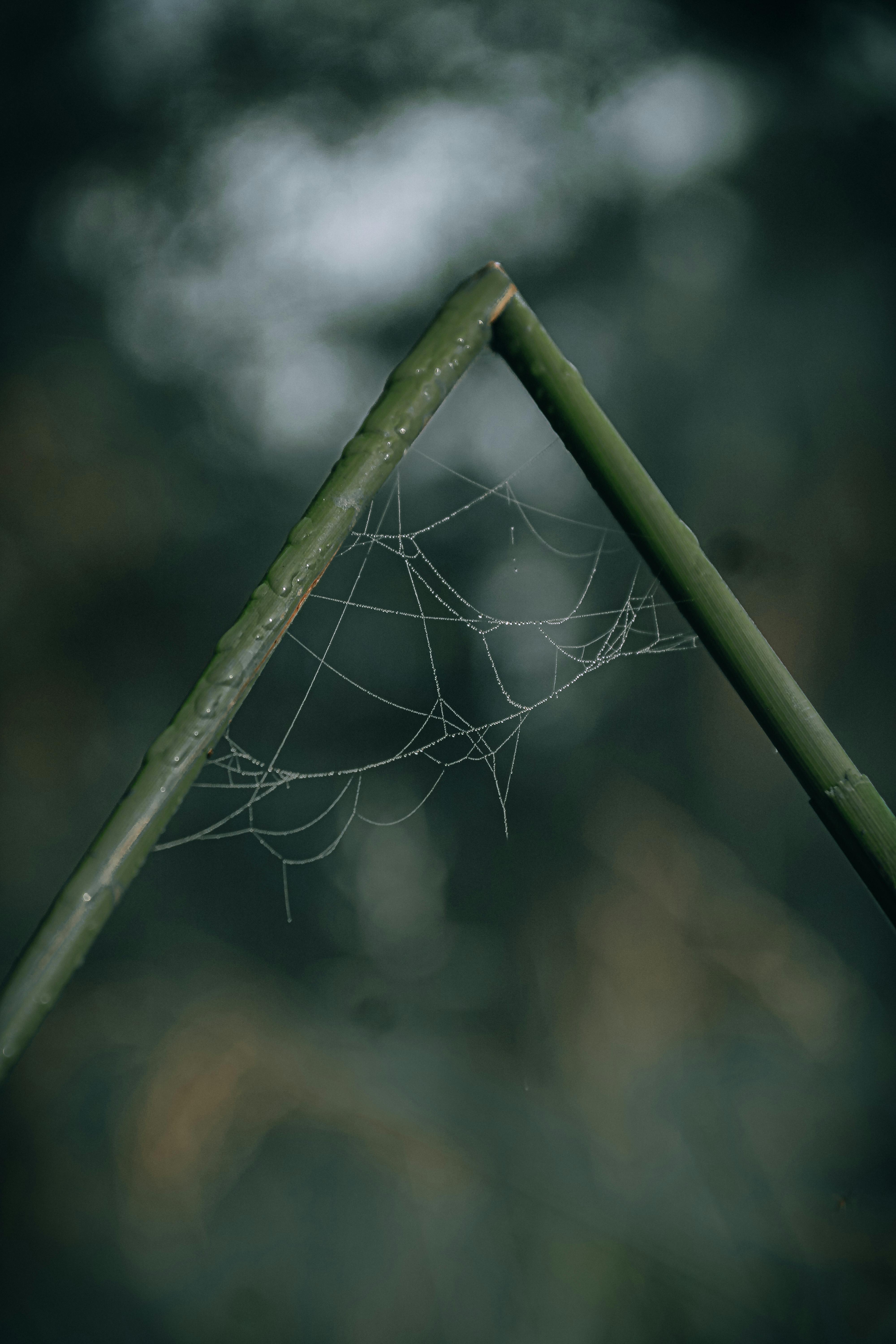 Cobweb on Branch · Free Stock Photo